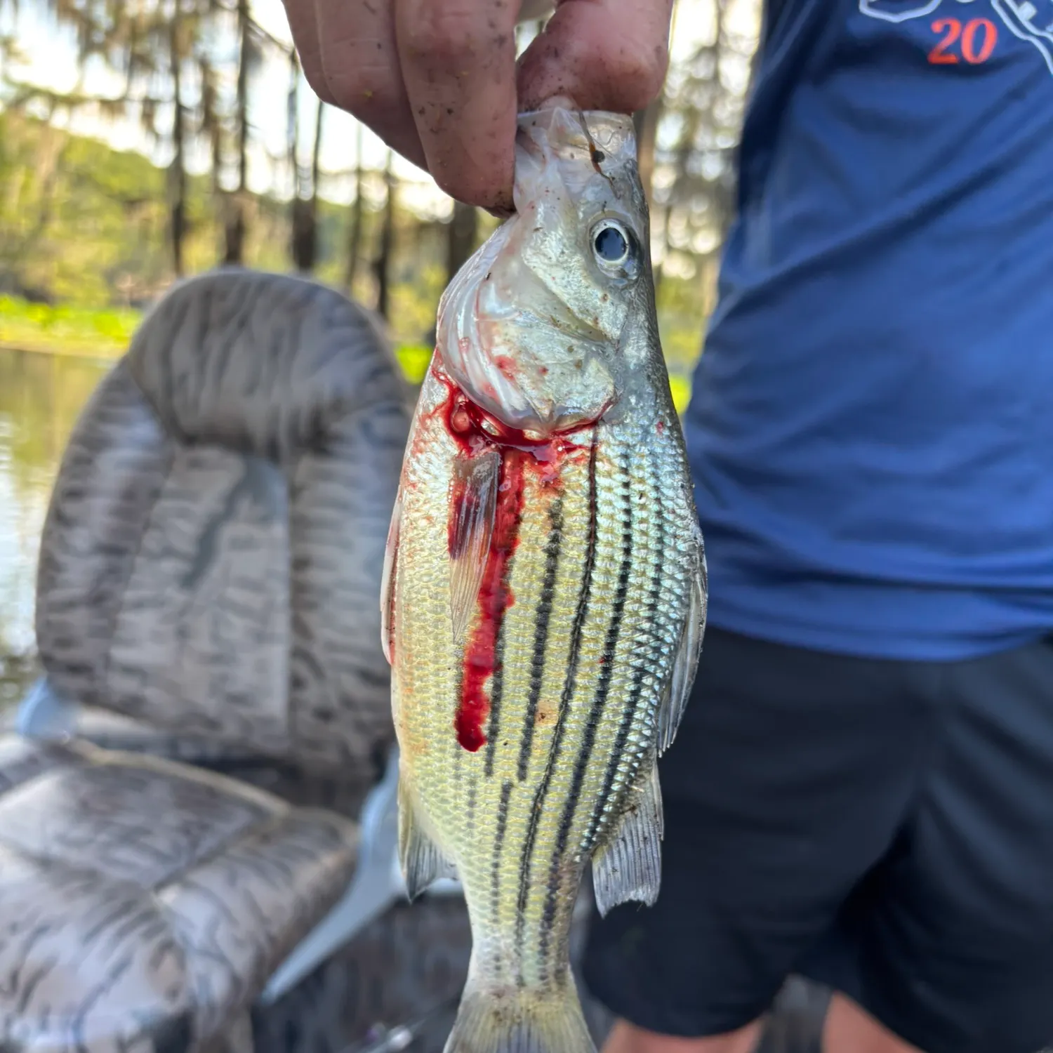 ᐅ Caddo Lake fishing reports🎣• Shreveport, LA (United States) fishing