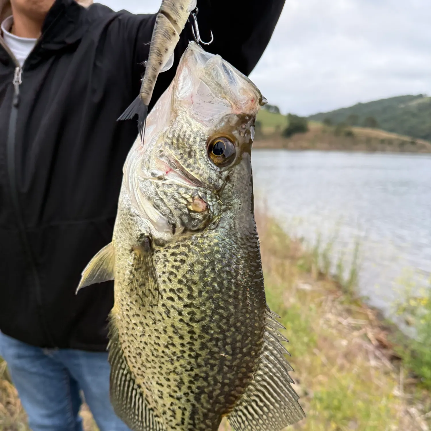 ᐅ Calero Reservoir fishing reports🎣• Morgan Hill, CA (United States ...