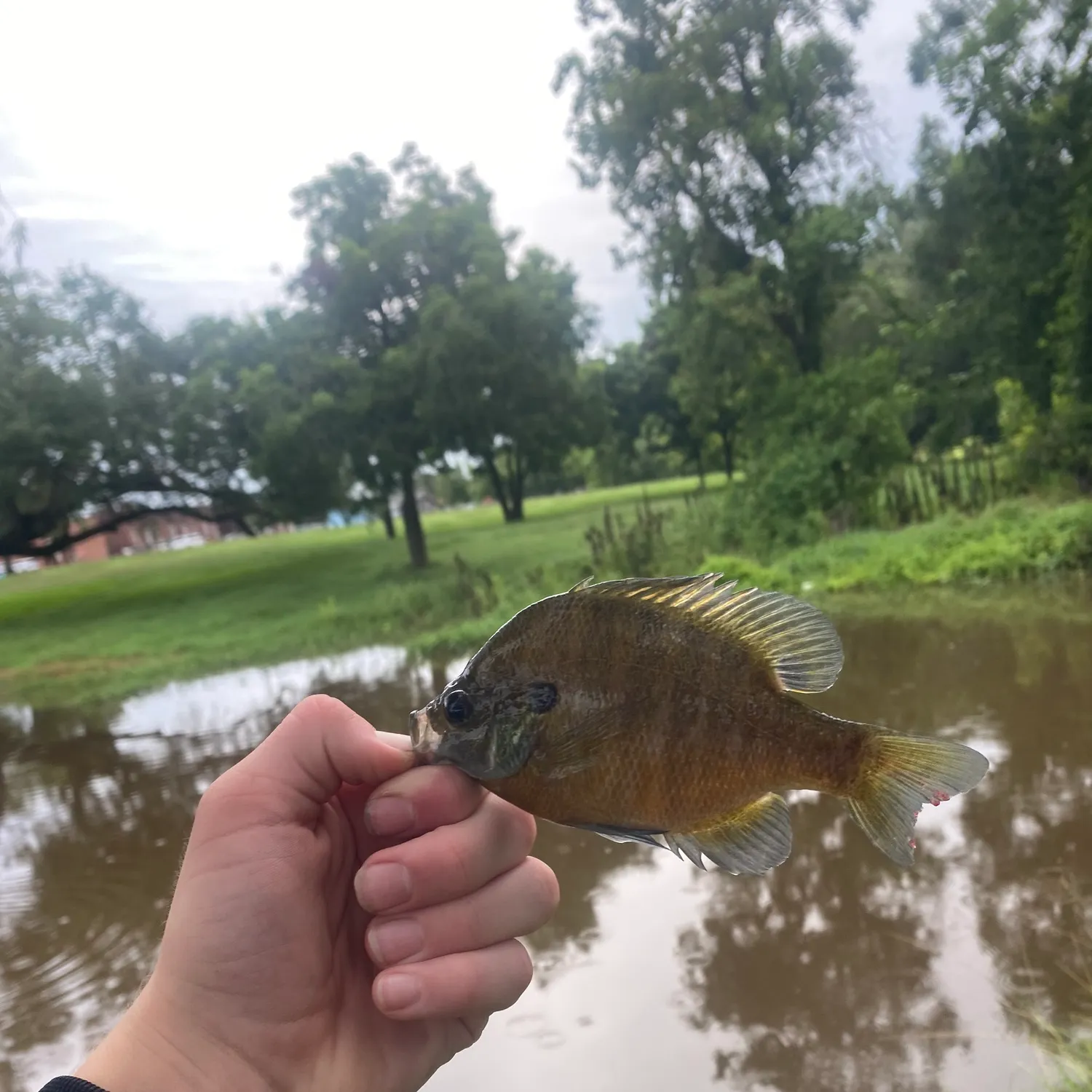 Fishing for Bluegill near you