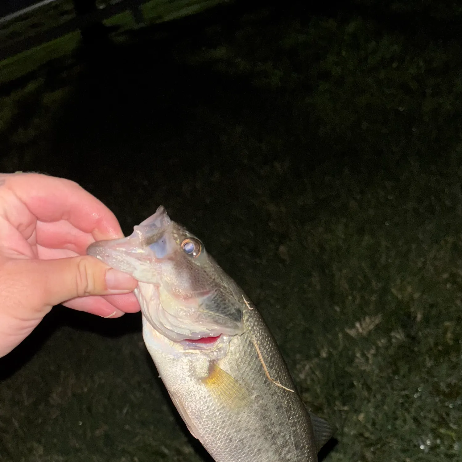 Fishing in Wichita, KS (United States) ️️️️ Find Spots, Species & Tips