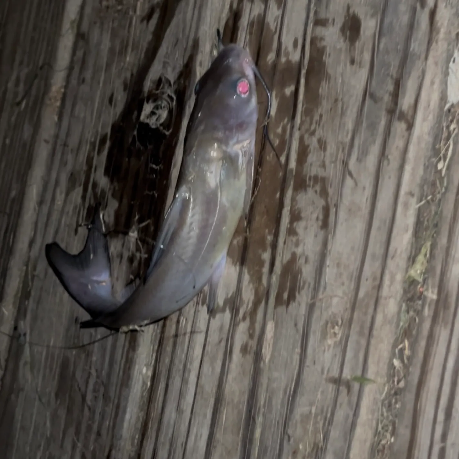 ᐅ Herman Little Park Pond fishing reports🎣• Spring, TX (United States ...