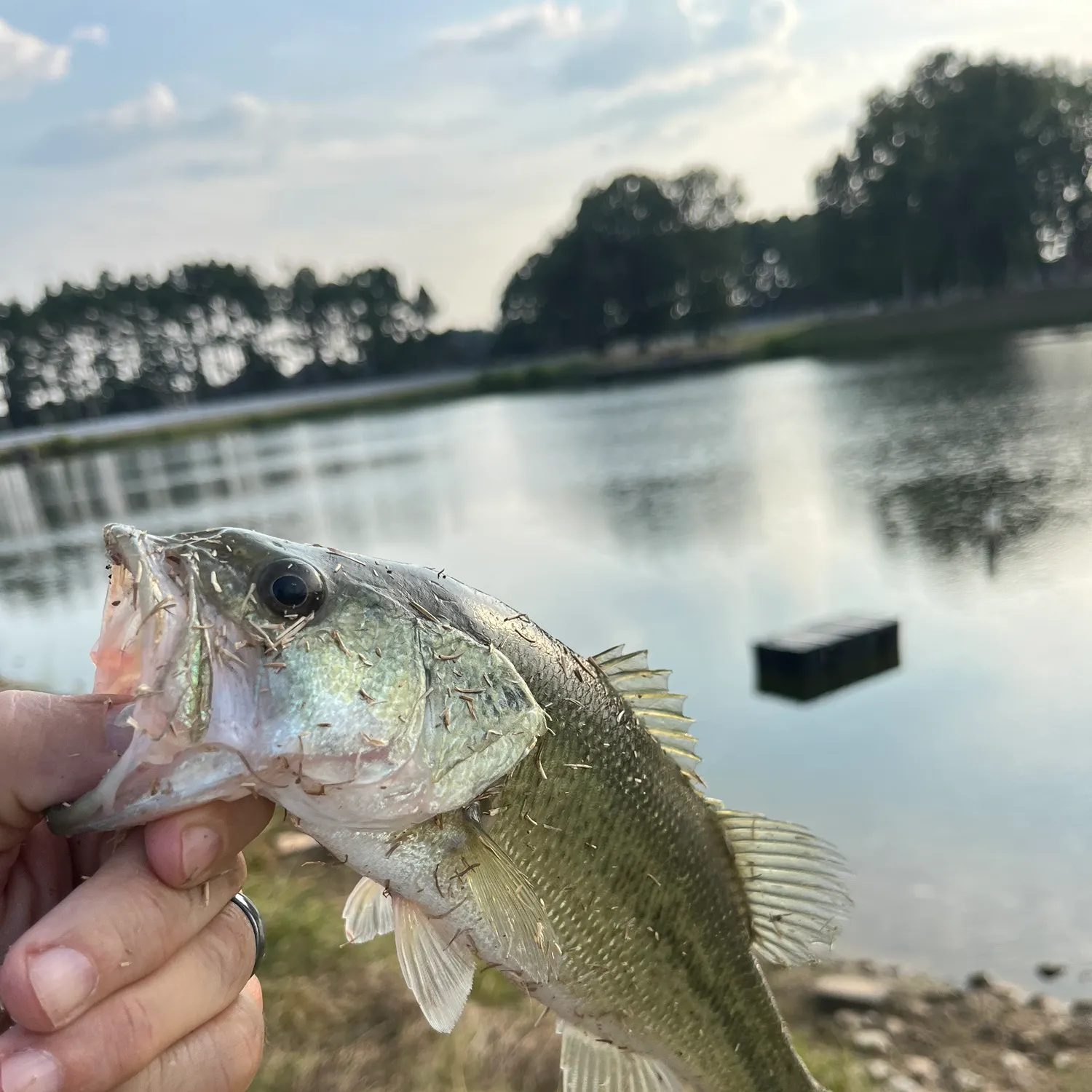 Fishing in Memphis, TN (United States) ️️️️ Find Spots, Species & Tips