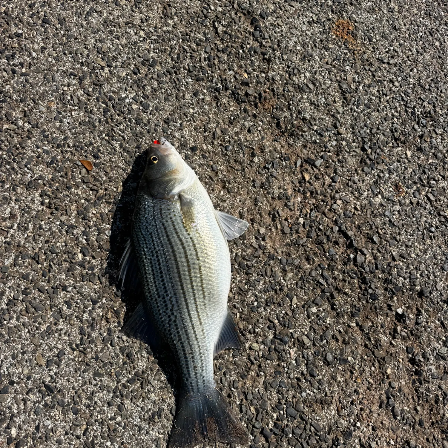 ᐅ Lake Palestine fishing reports🎣• Tyler, TX (United States) fishing