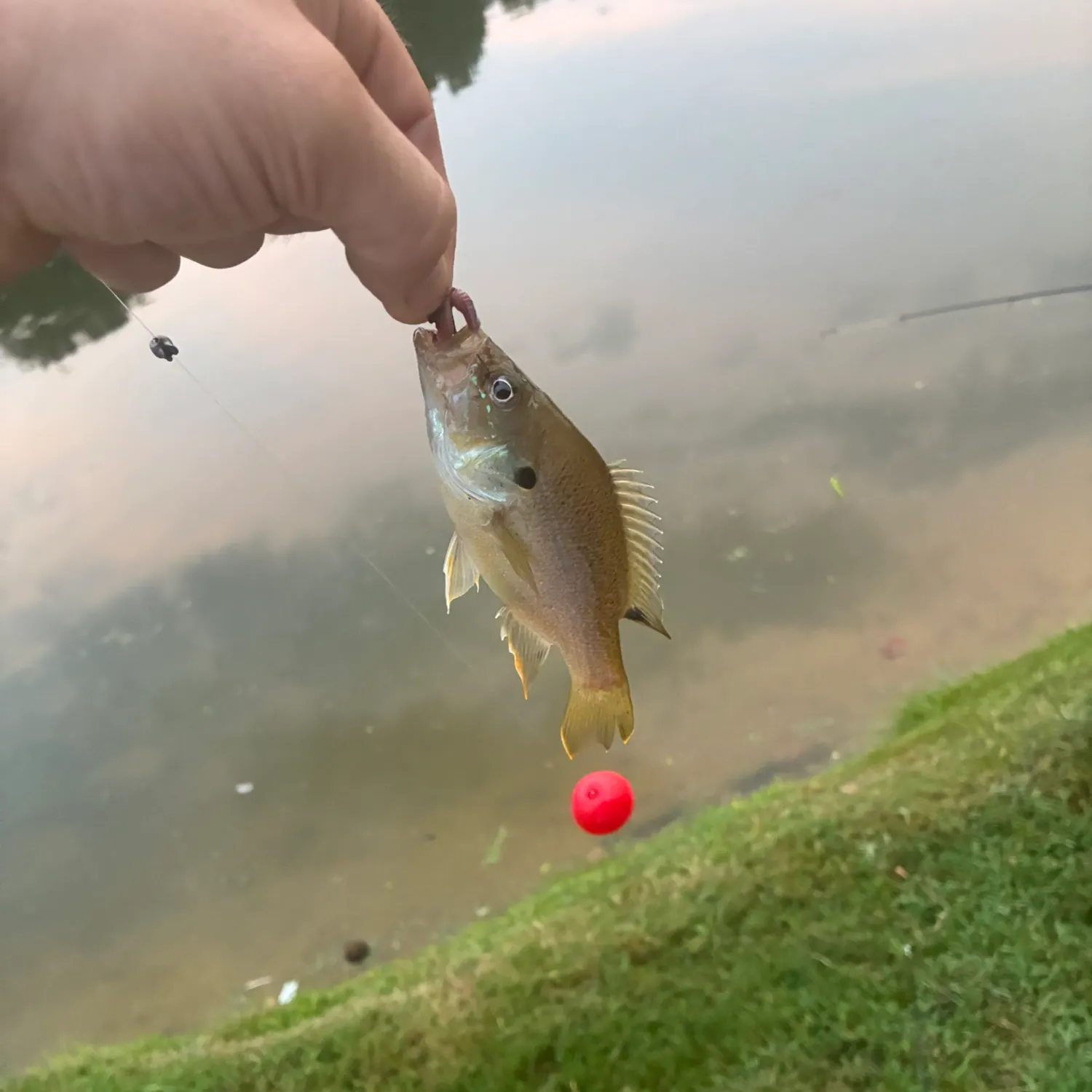 Fishing in Memphis, TN (United States) ️️️️ Find Spots, Species & Tips