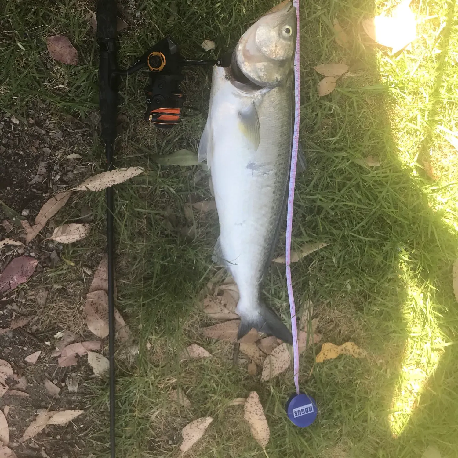 ᐅ Nangudga Lake fishing reports🎣• New South Wales, Australia fishing