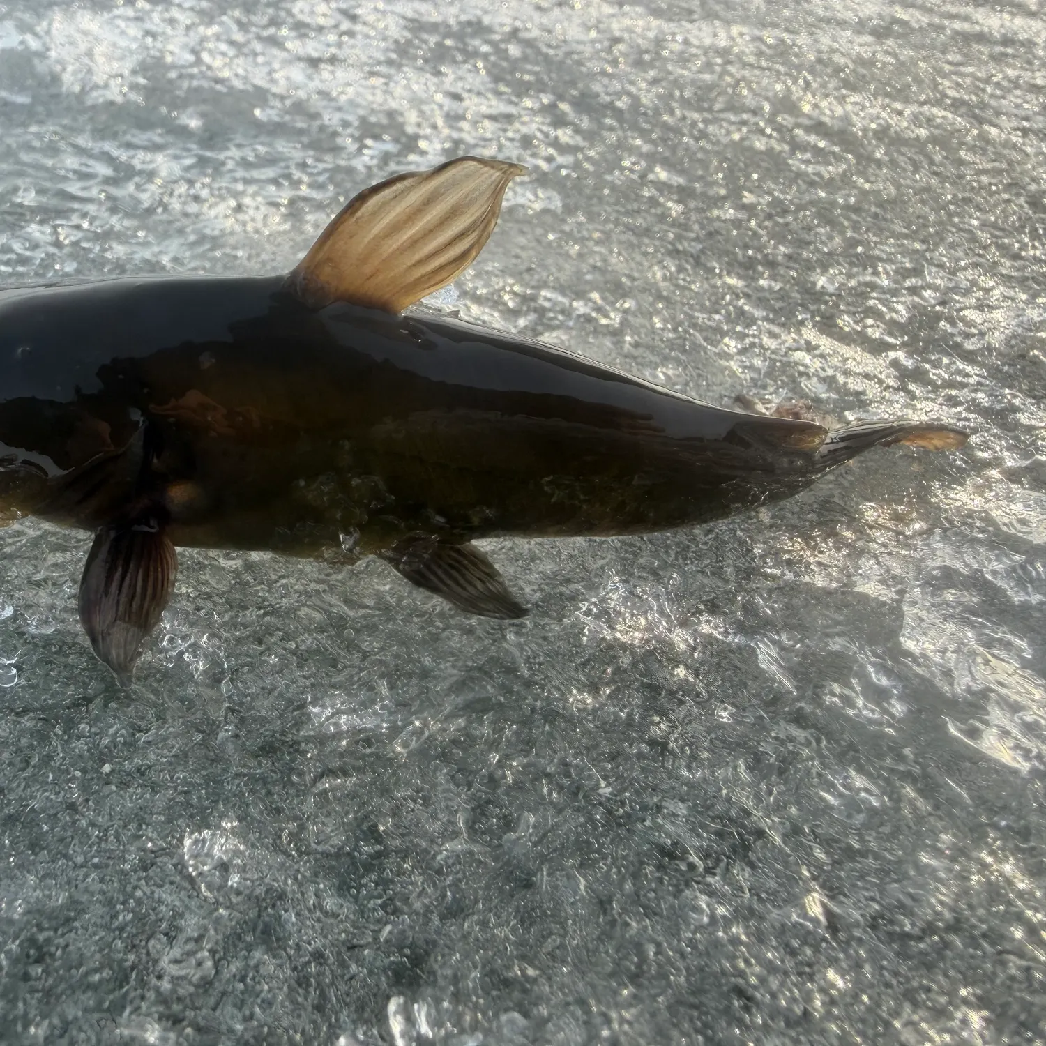 Fishing in Fargo, ND (United States) ️️️️ Find Spots, Species & Tips