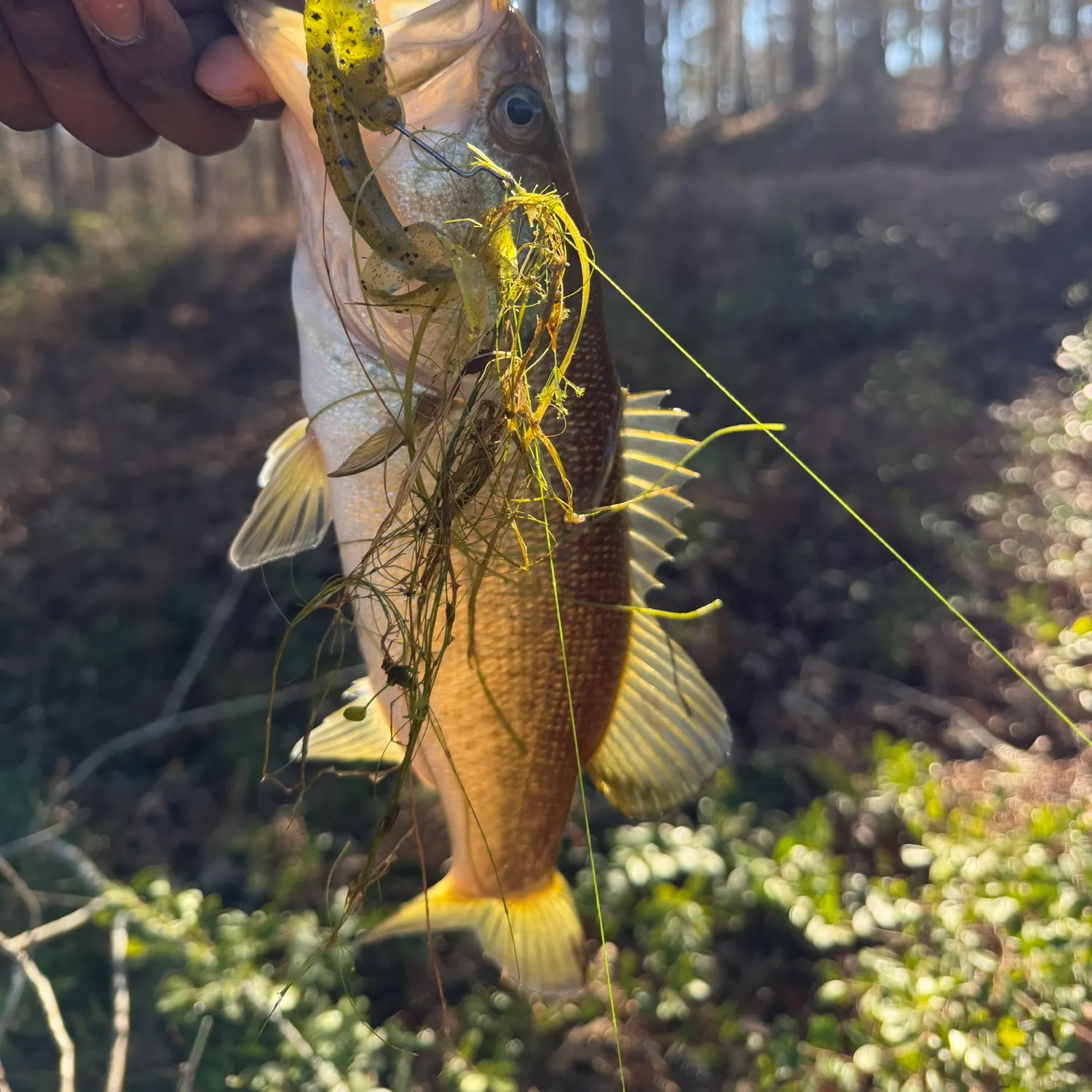 Fishing in Augusta, GA (United States) ️️️️ Find Spots, Species & Tips