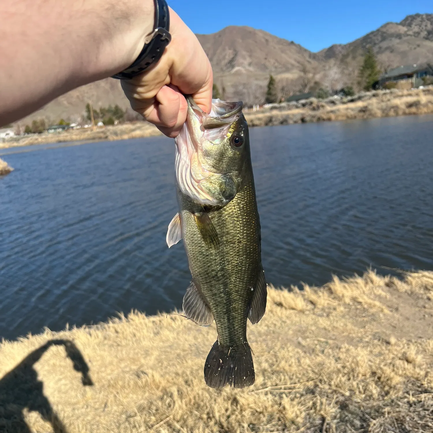 Fishing in Reno, NV (United States) ️️️️ Find Spots, Species & Tips