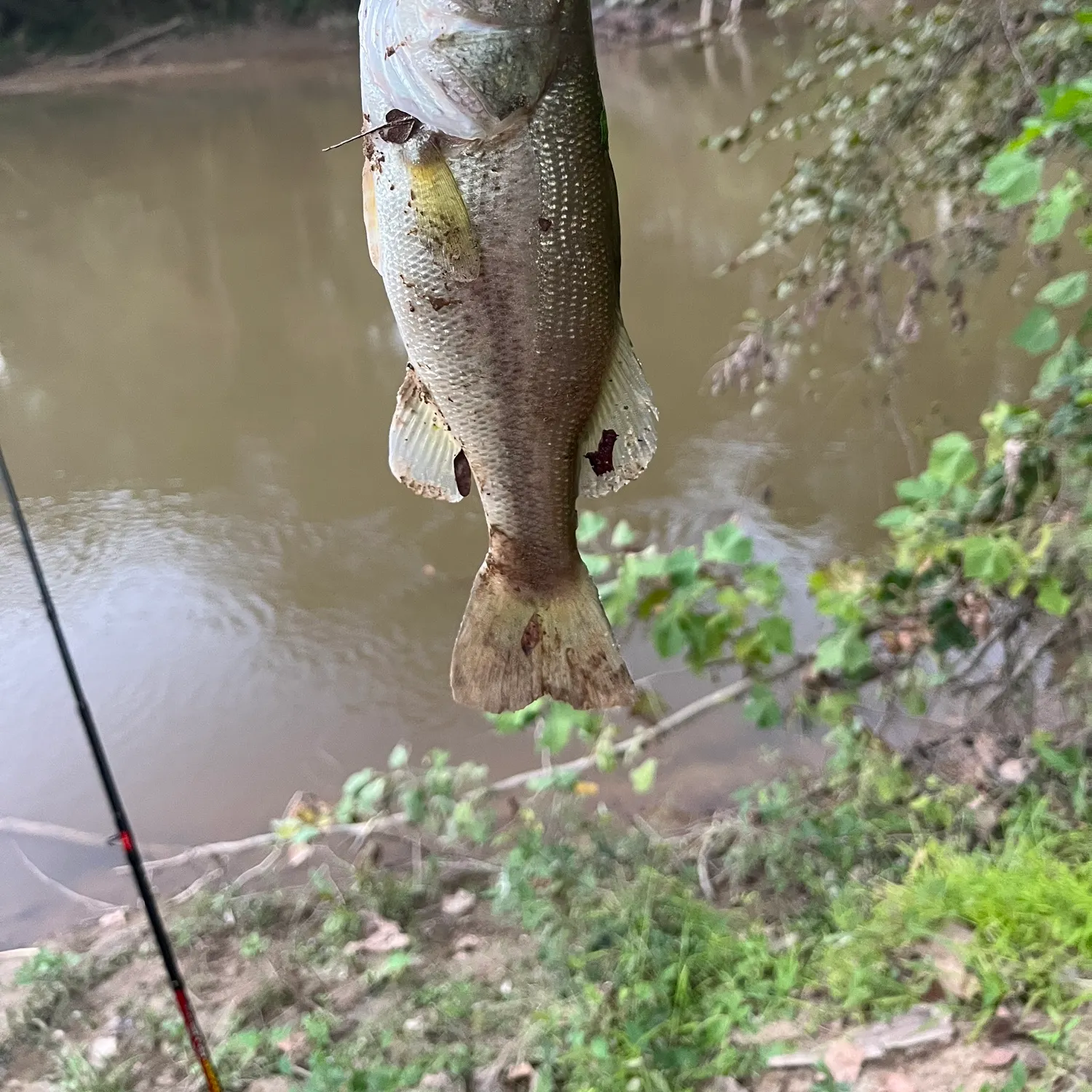 Fishing in Memphis, TN (United States) ️️️️ Find Spots, Species & Tips