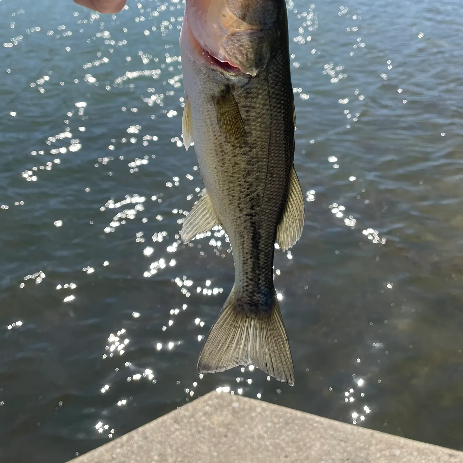 ᐅ Busse Lake (Busse Forest Reservoir) fishing reports🎣• Elk Grove ...