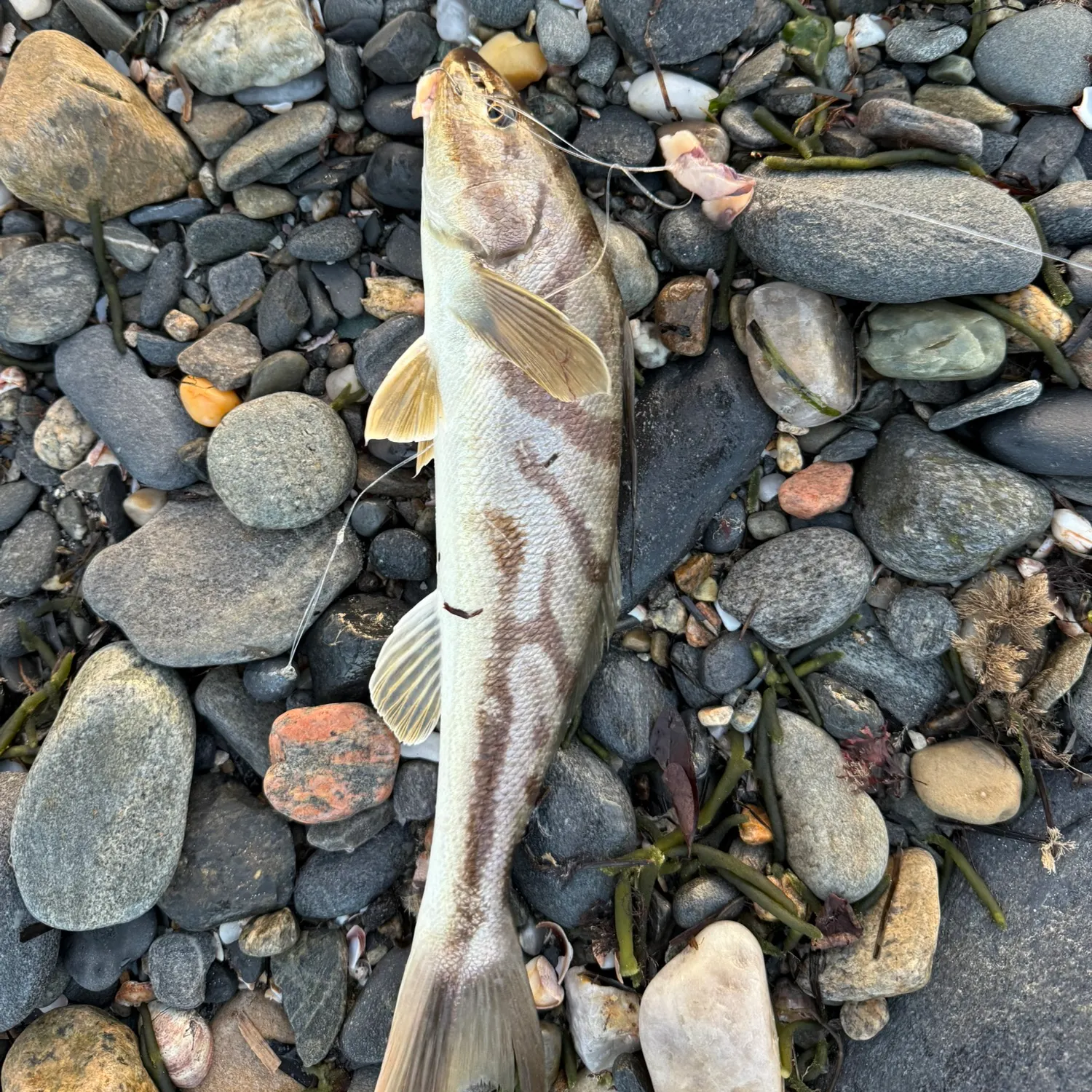 ᐅ Narragansett Bay fishing reports🎣• Bristol, RI (United States) fishing