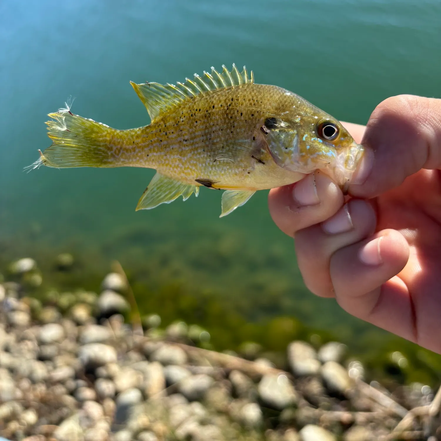 Fishing in Fargo, ND (United States) ️️️️ Find Spots, Species & Tips