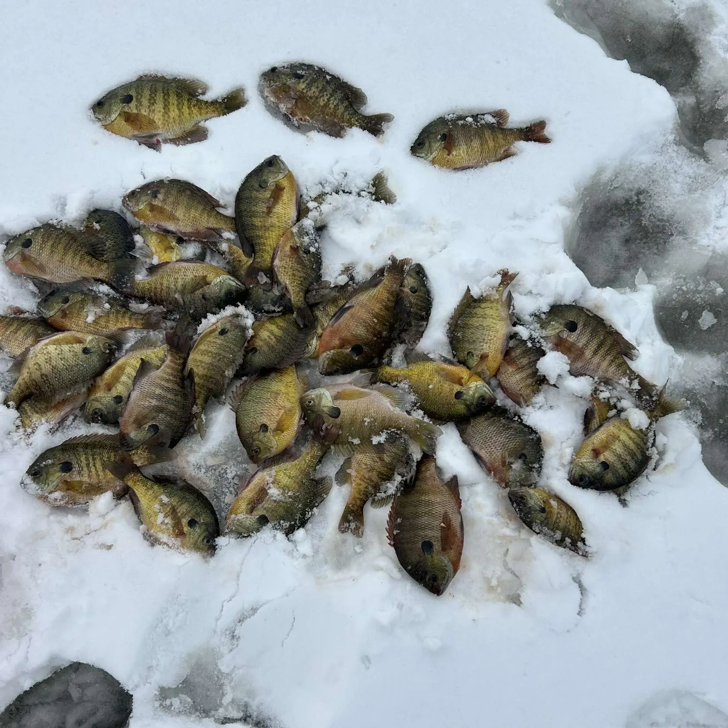 ᐅ Beaver Dam Lake fishing reports🎣• Beaver Dam, WI (United States) fishing