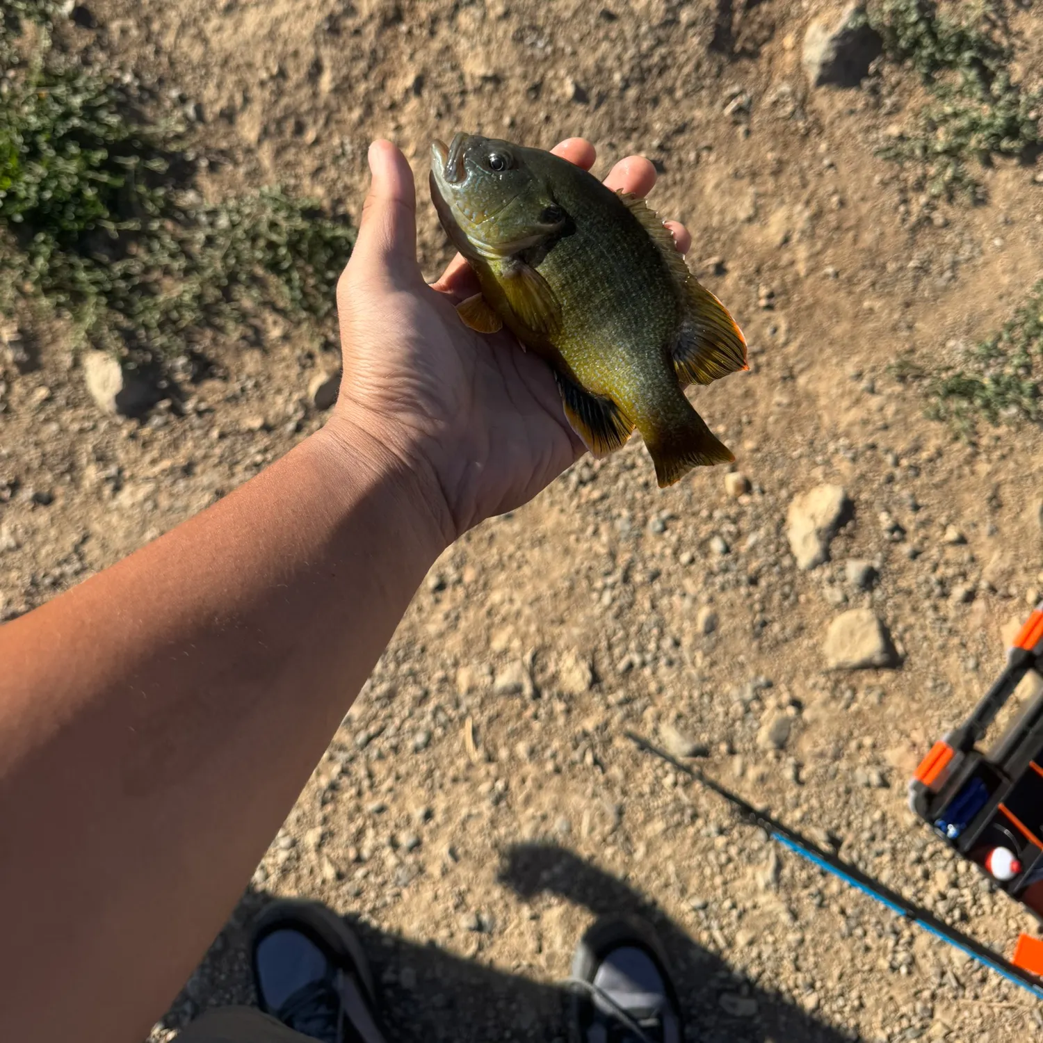 Fishing in Reno, NV (United States) ️️️️ Find Spots, Species & Tips
