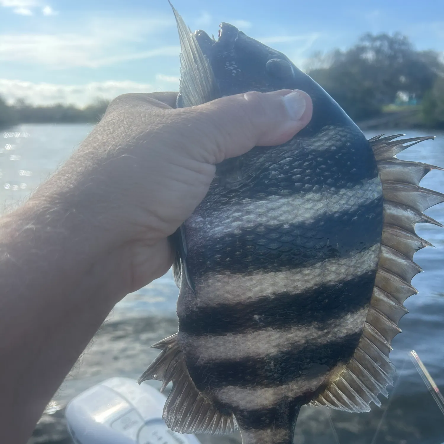 Fishing in Palm Bay, FL (United States) ️️️️ Find Spots, Species & Tips