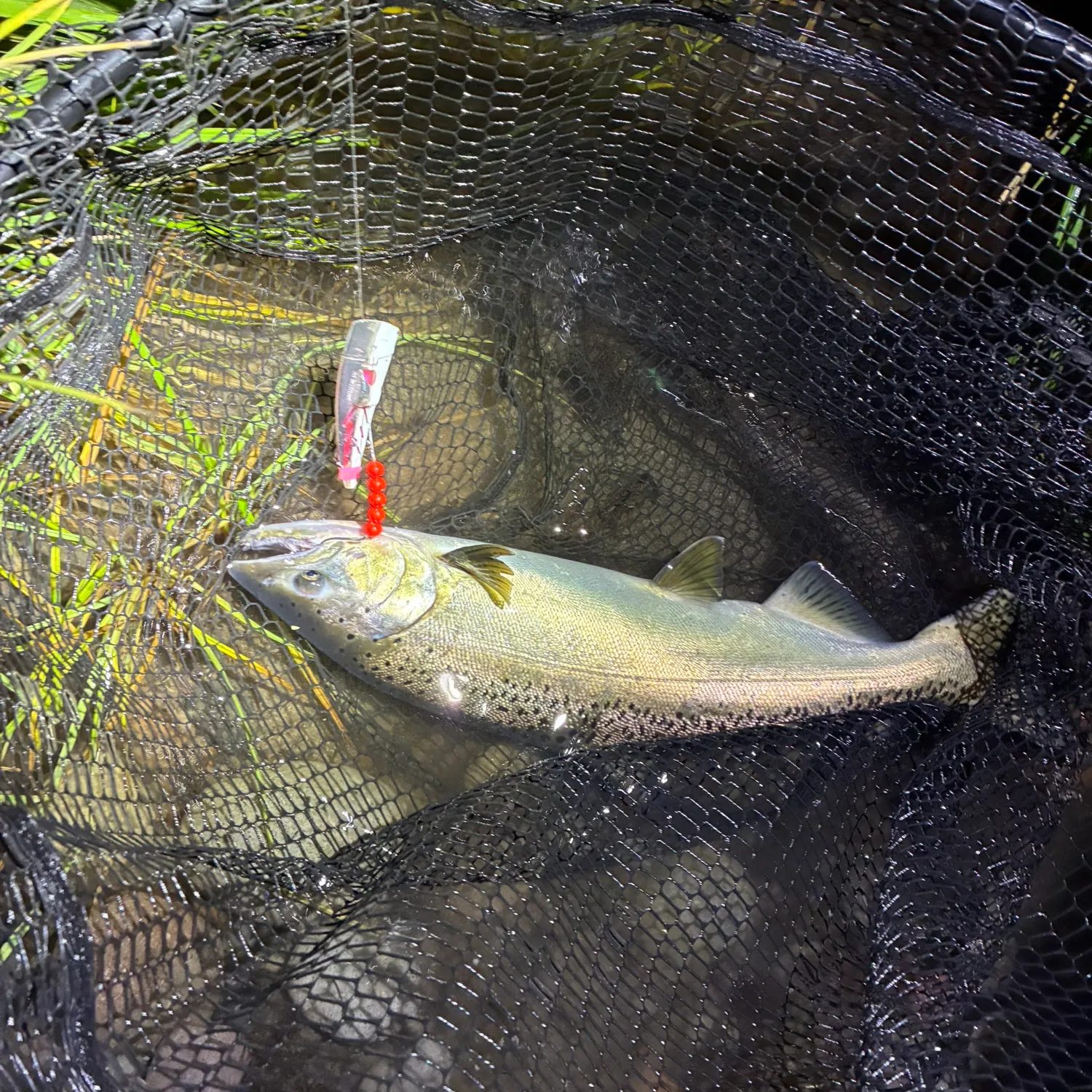 ᐅ Cowlitz River fishing reports🎣• Longview, WA (United States) fishing