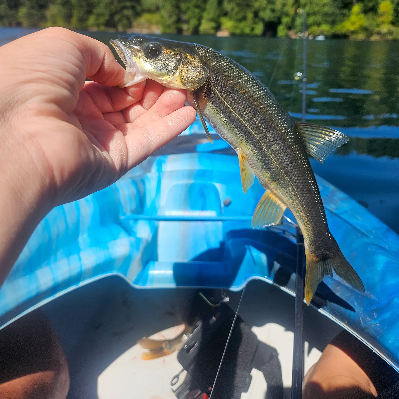 ᐅ Lake Merwin fishing reports🎣• Battle Ground, WA (United States) fishing