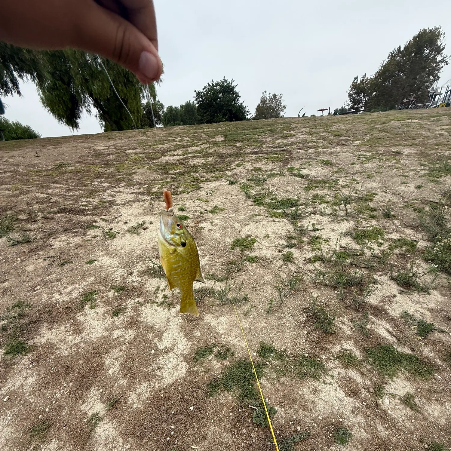 ᐅ Prado Park Lake fishing reports🎣• Chino, CA (United States) fishing