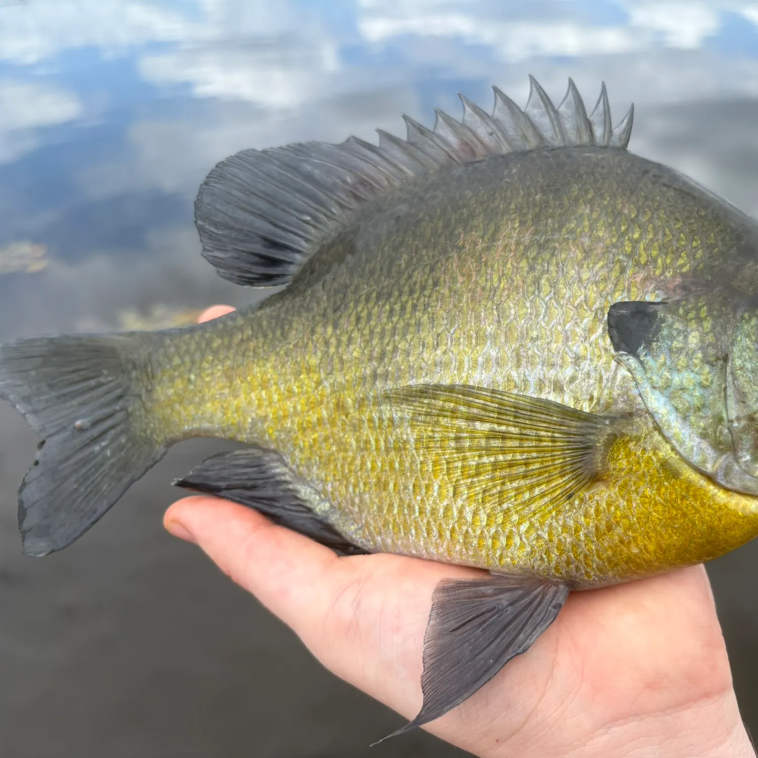 Fishing in Augusta, GA (United States) ️️️️ Find Spots, Species & Tips