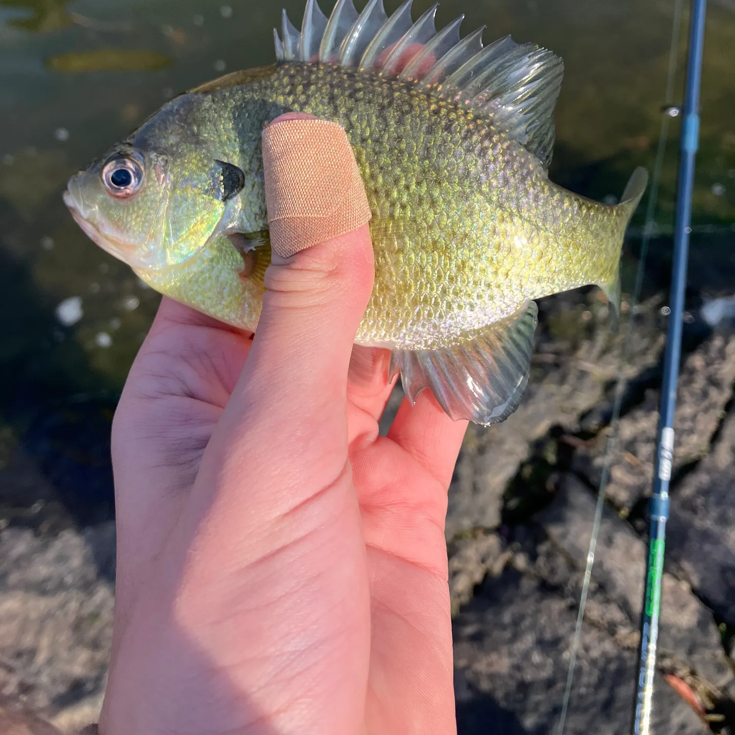 ᐅ Pymatuning Reservoir fishing reports🎣• Meadville, PA (United States ...