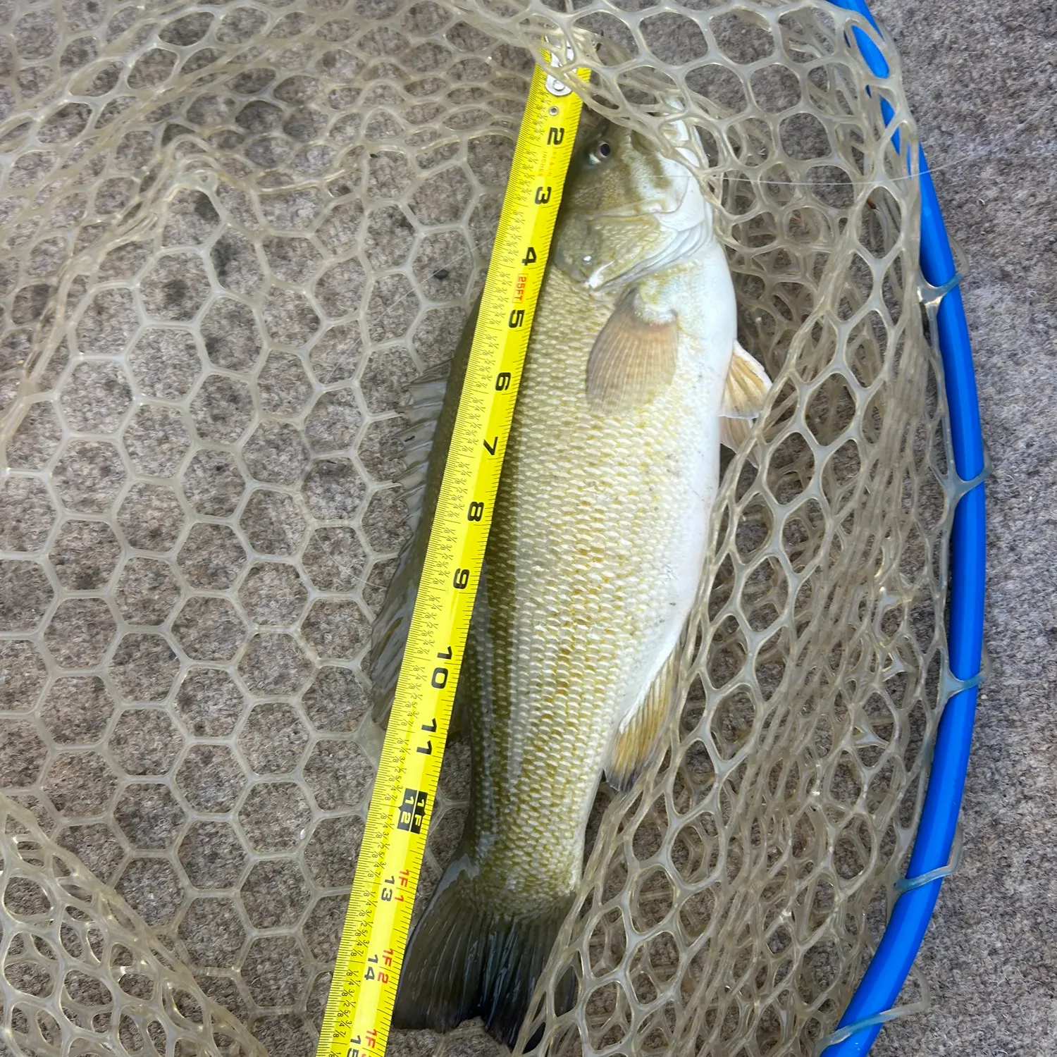 ᐅ Chagrin River fishing reports🎣• Mayfield Heights, OH (United States ...