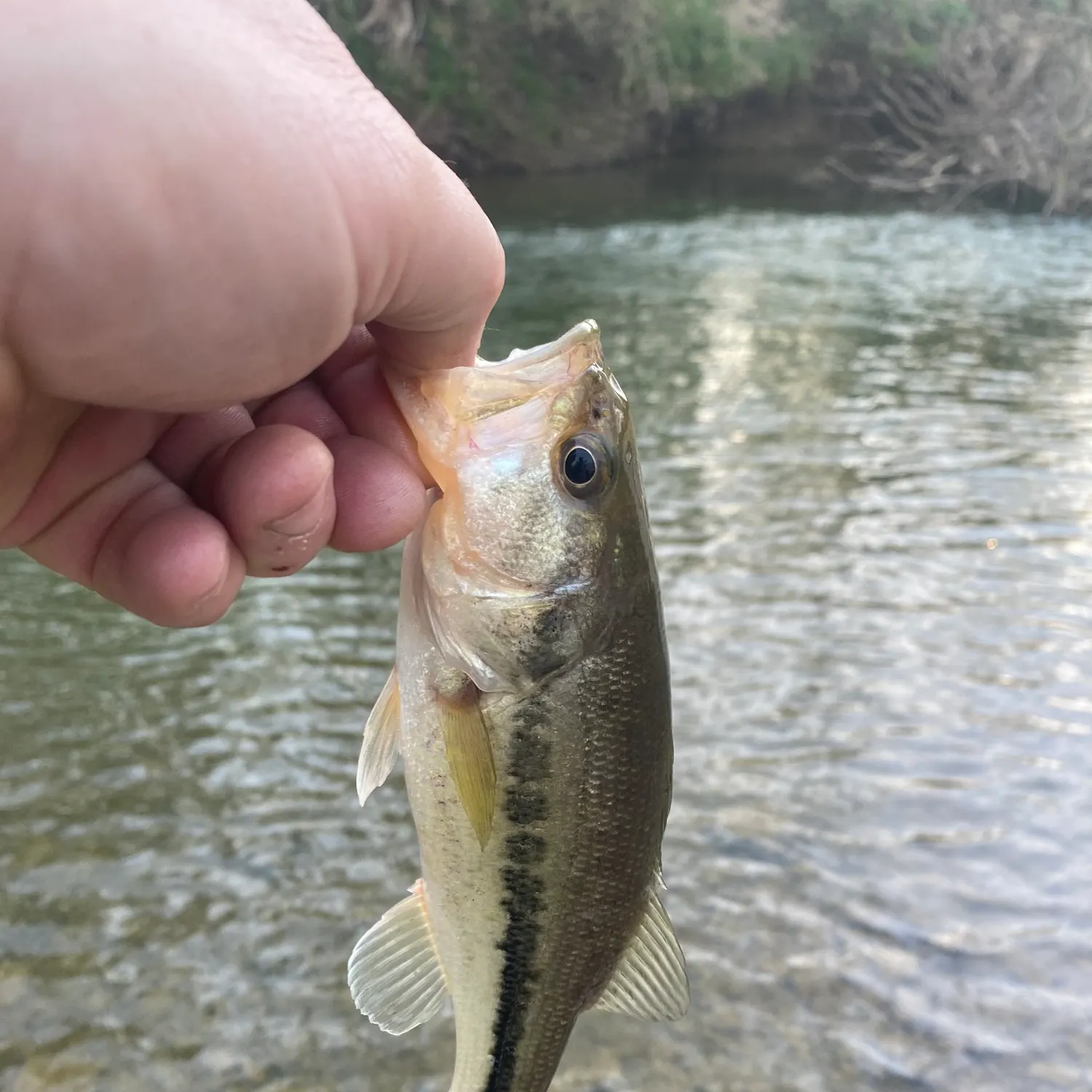 Fishing in Louisville, KY (United States) ️️️️ Find Spots, Species & Tips
