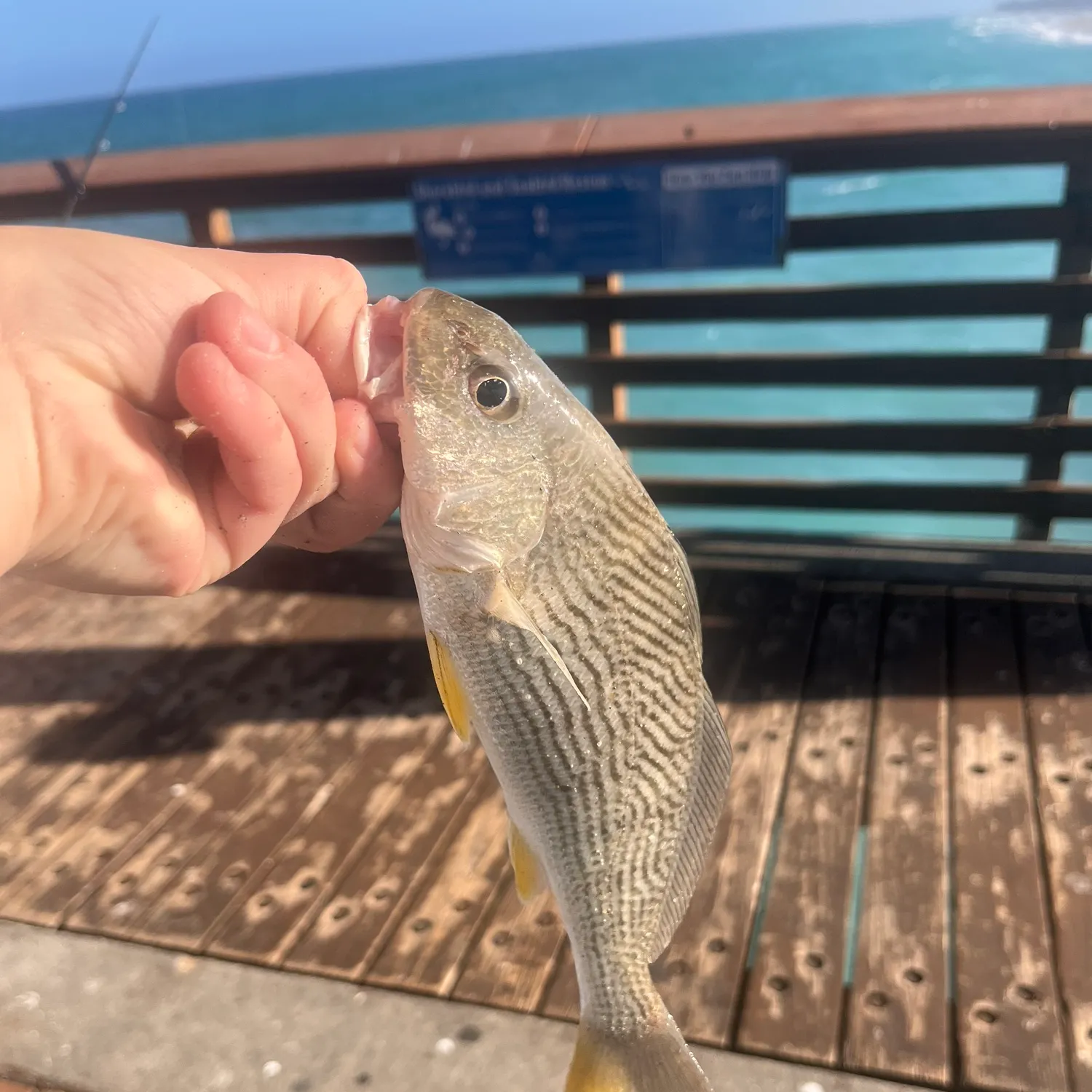 ᐅ Juno Beach Pier fishing reports🎣• Jupiter, FL (United States) fishing