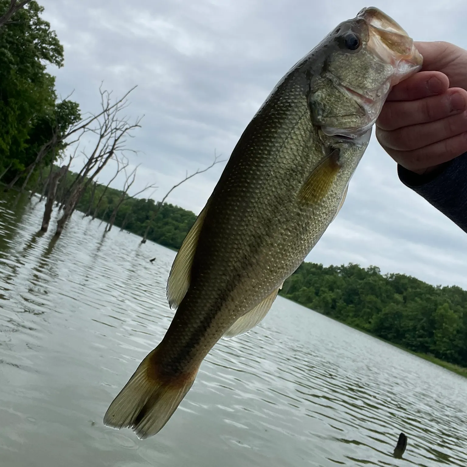 Fishing for Largemouth bass near you