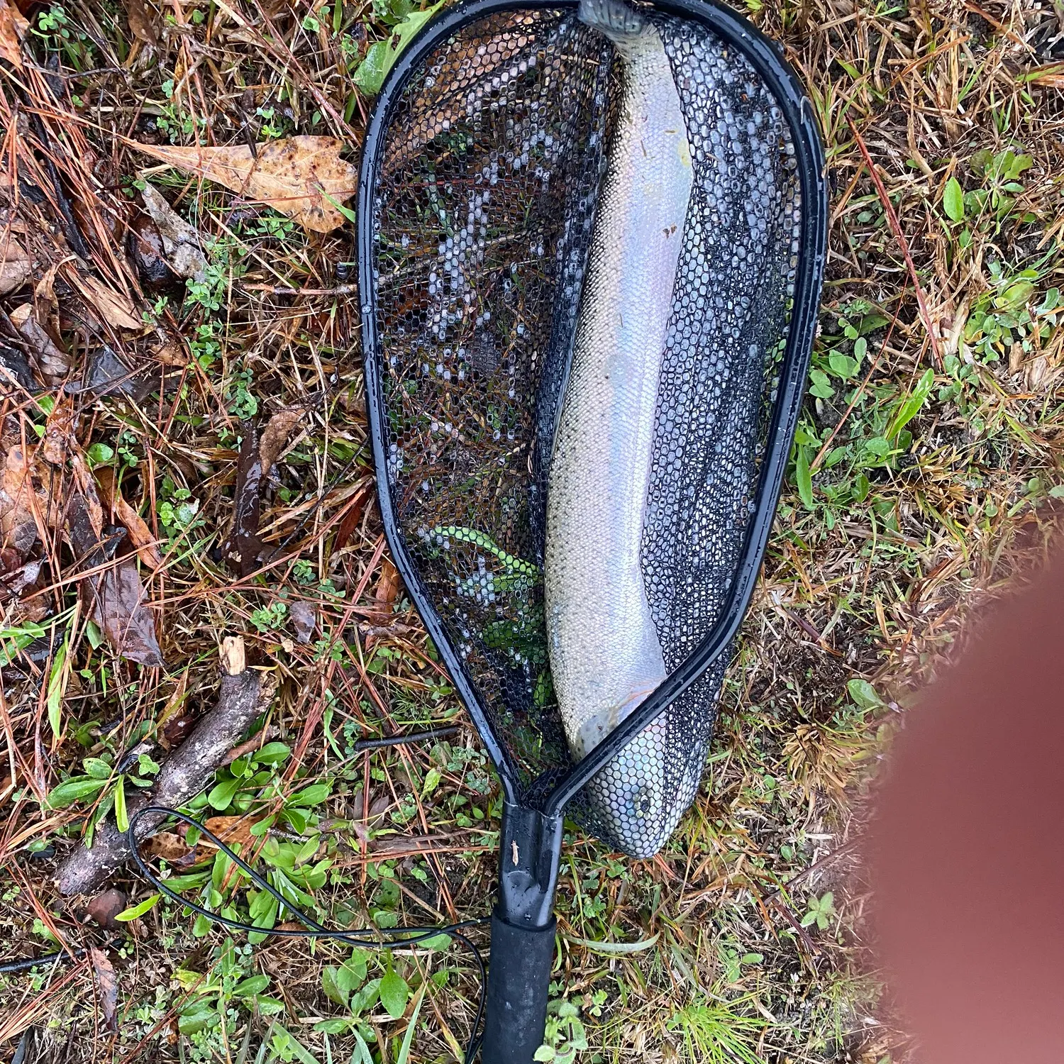 Fishing in Macon, GA (United States) ️️️️ Find Spots, Species & Tips