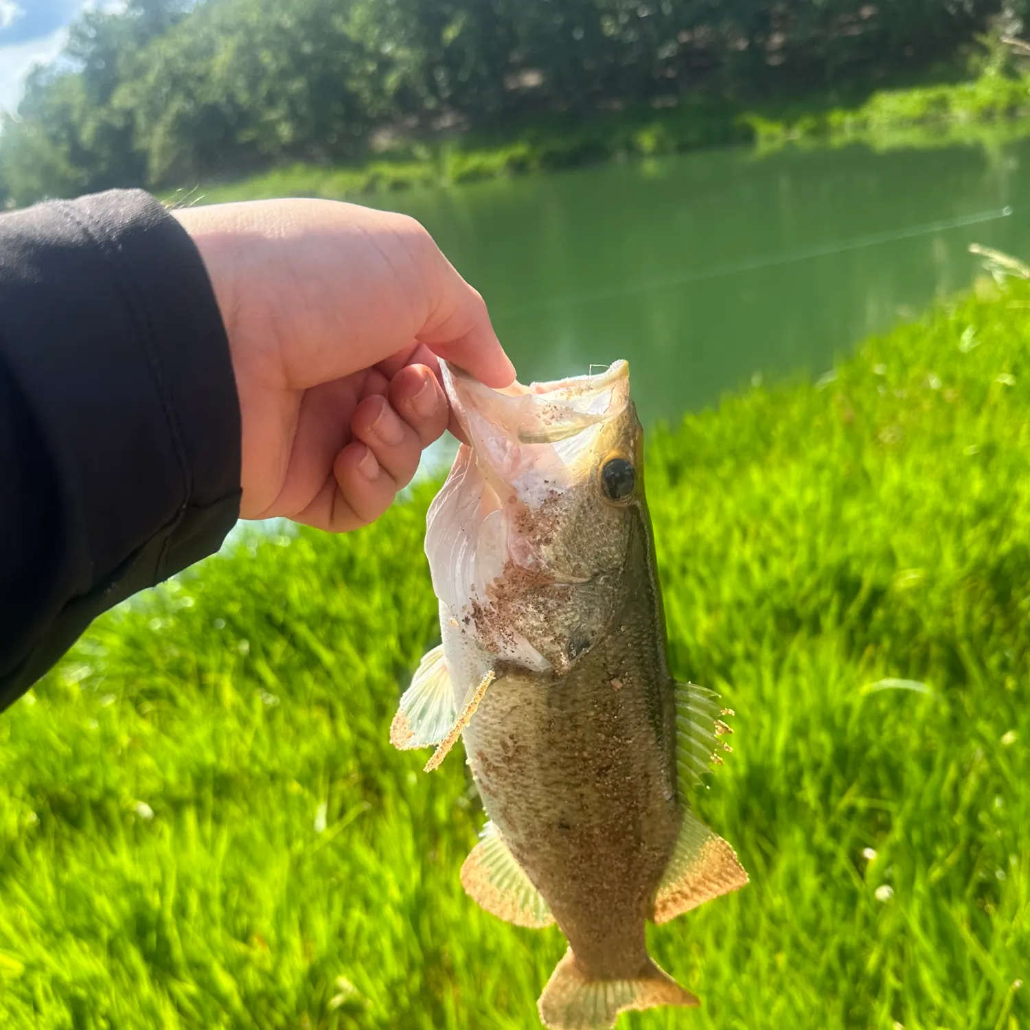 Fishing in Augusta, GA (United States) ️️️️ Find Spots, Species & Tips