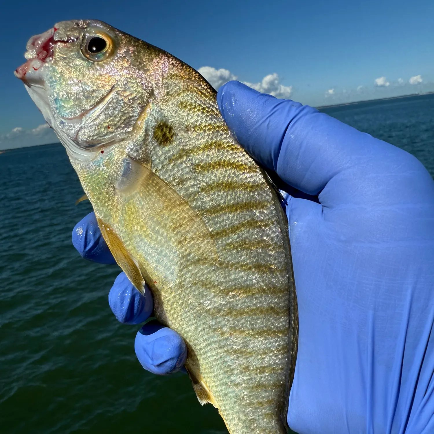 ᐅ Ocean View Fishing Pier fishing reports🎣• Norfolk, VA (United States ...