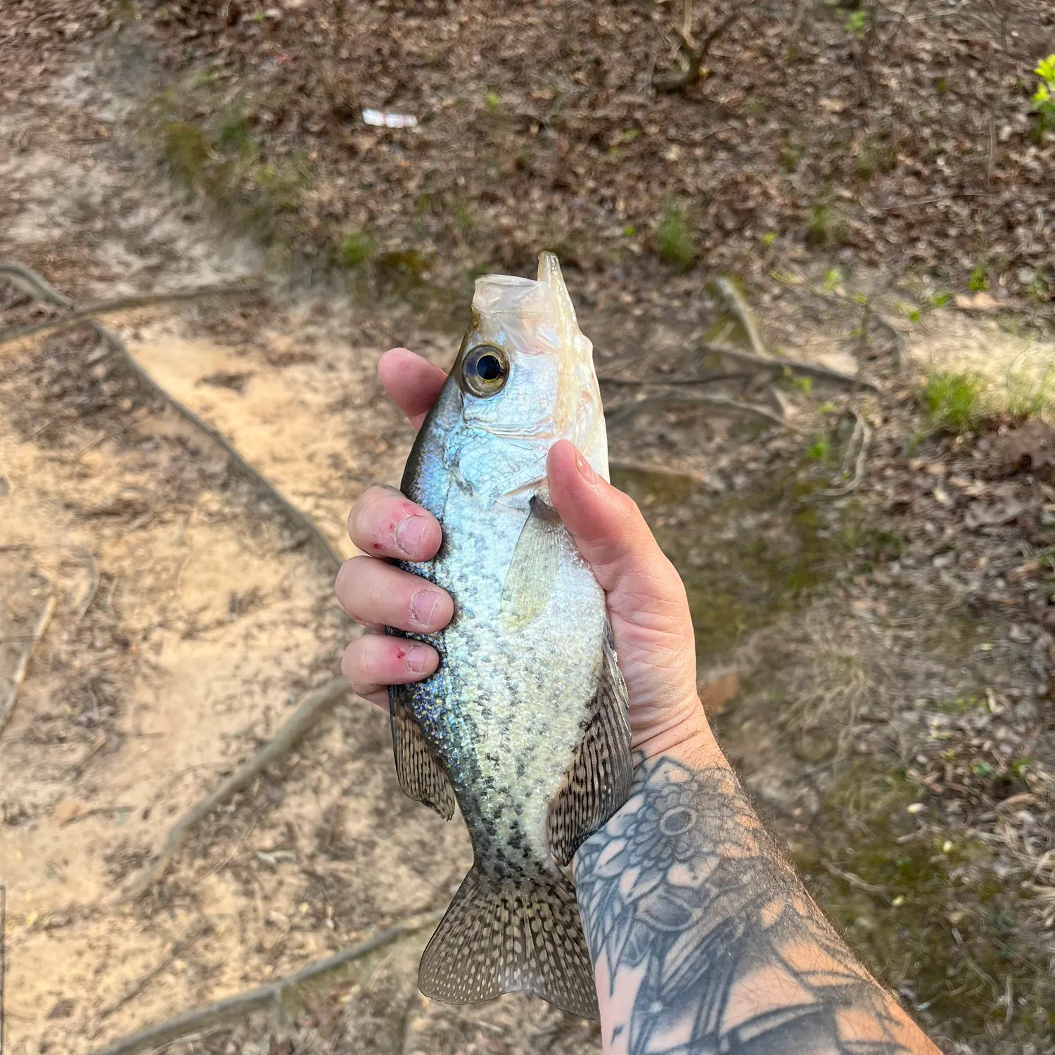 Fishing in Atlanta, GA (United States) ️️️️ Find Spots, Species & Tips