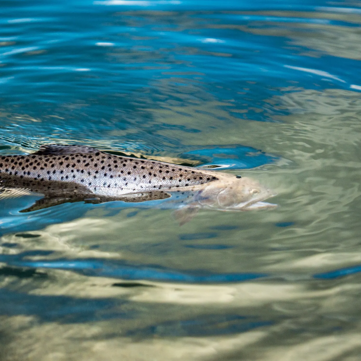 ᐅ Strawberry Reservoir fishing reports🎣• Springville, UT (United States ...