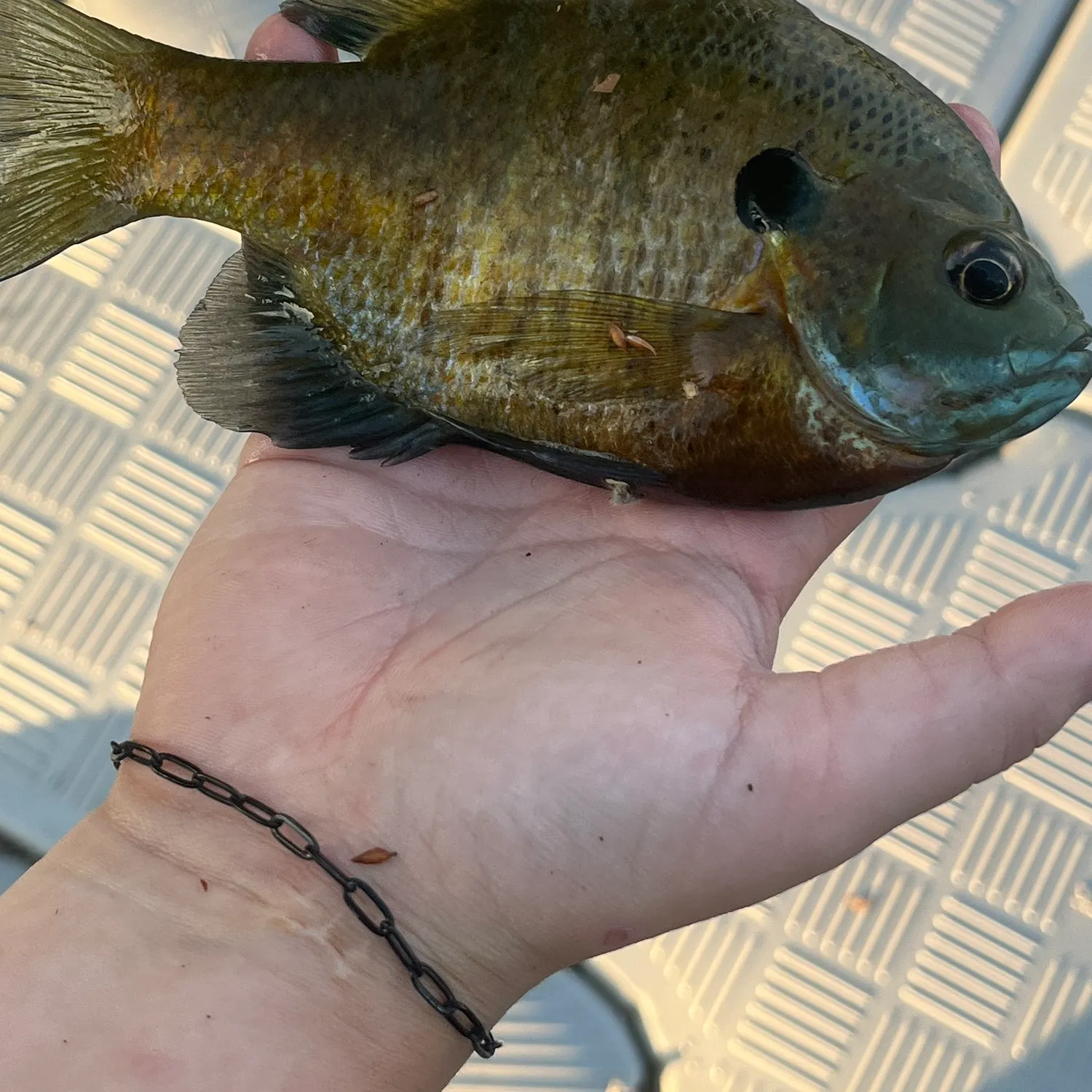 Fishing in Baton Rouge, LA (United States) ️️️️ Find Spots, Species & Tips
