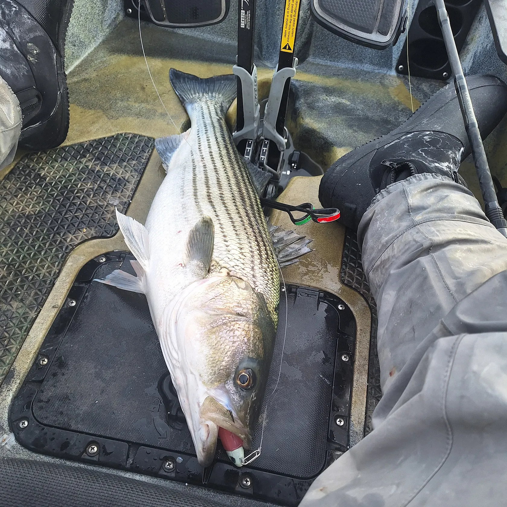 ᐅ Raritan Bay fishing reports🎣• Staten Island, NY (United States) fishing