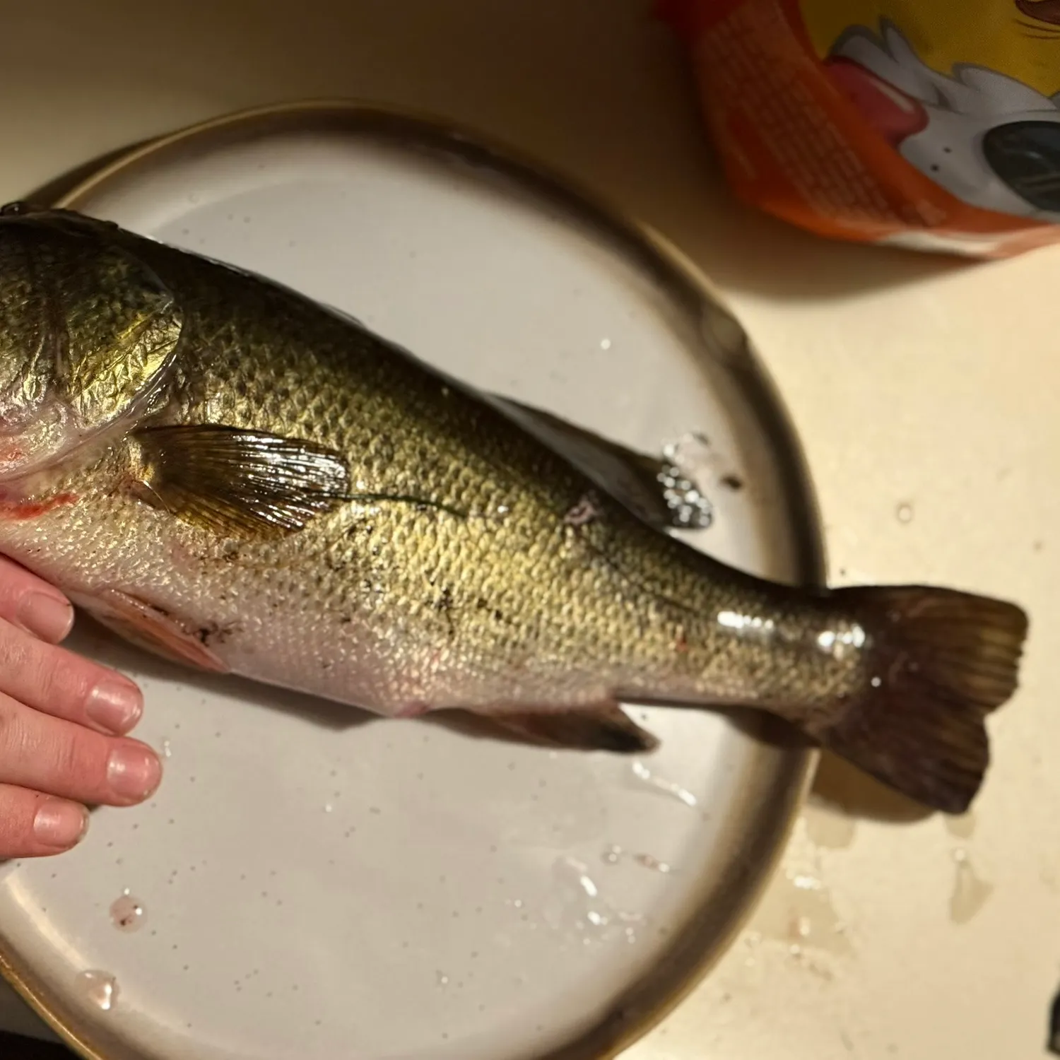 Fishing for Largemouth bass near you