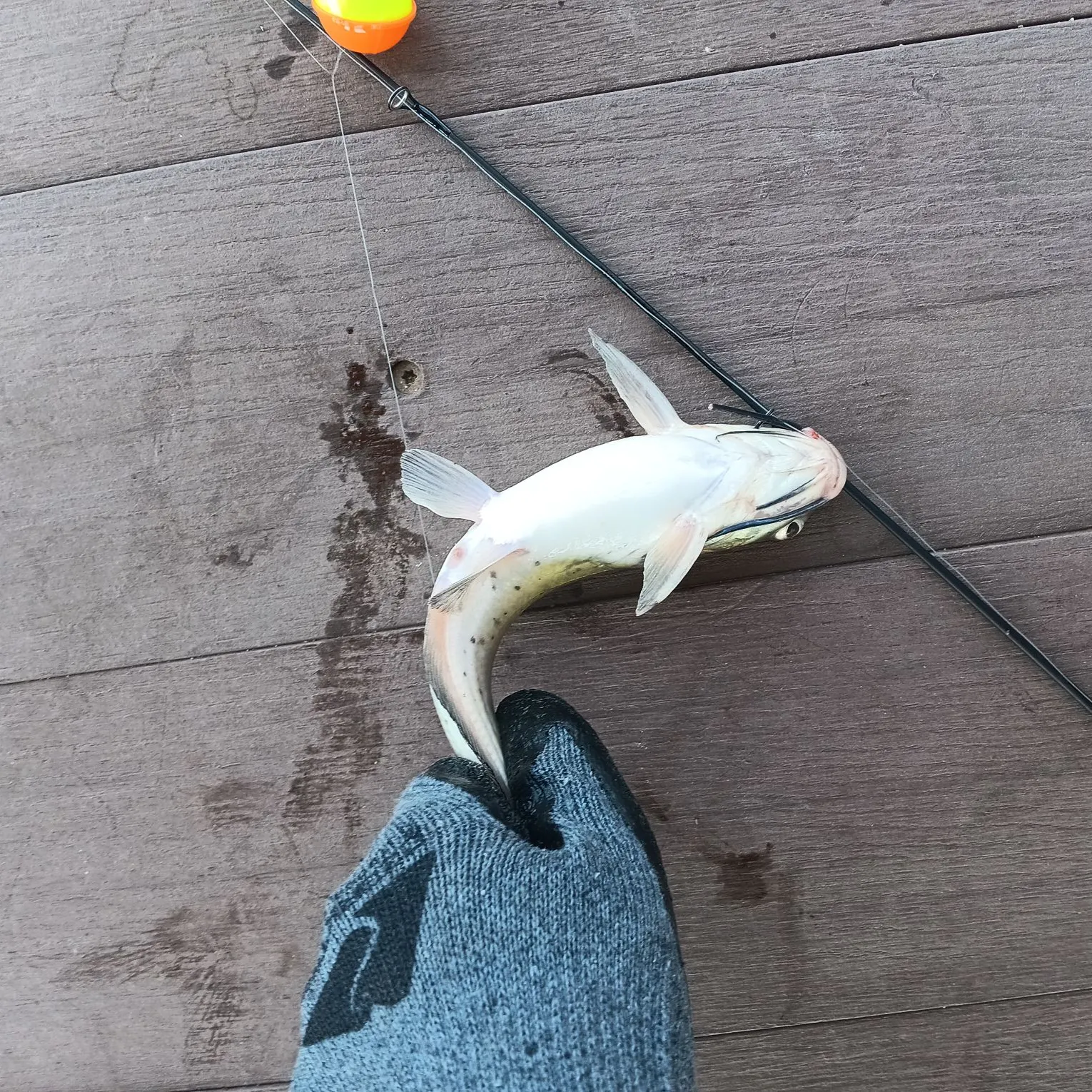 ᐅ Lytle Lake fishing reports🎣• Abilene, TX (United States) fishing