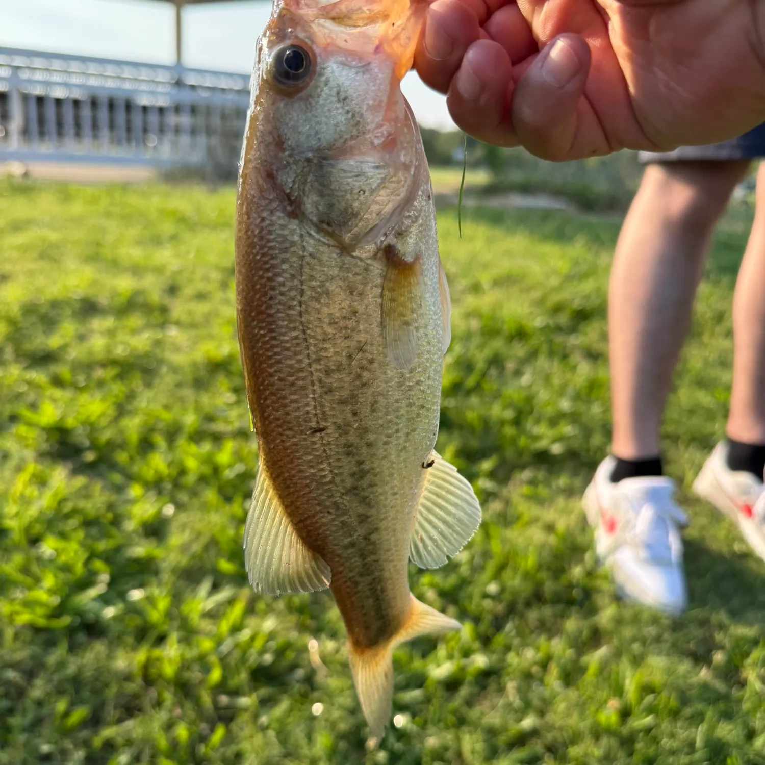 Fishing in Wichita, KS (United States) ️️️️ Find Spots, Species & Tips