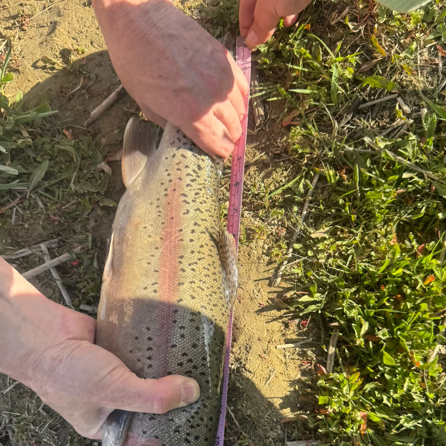 ᐅ Pine Coulee Reservoir fishing reports🎣• Alberta, Canada fishing