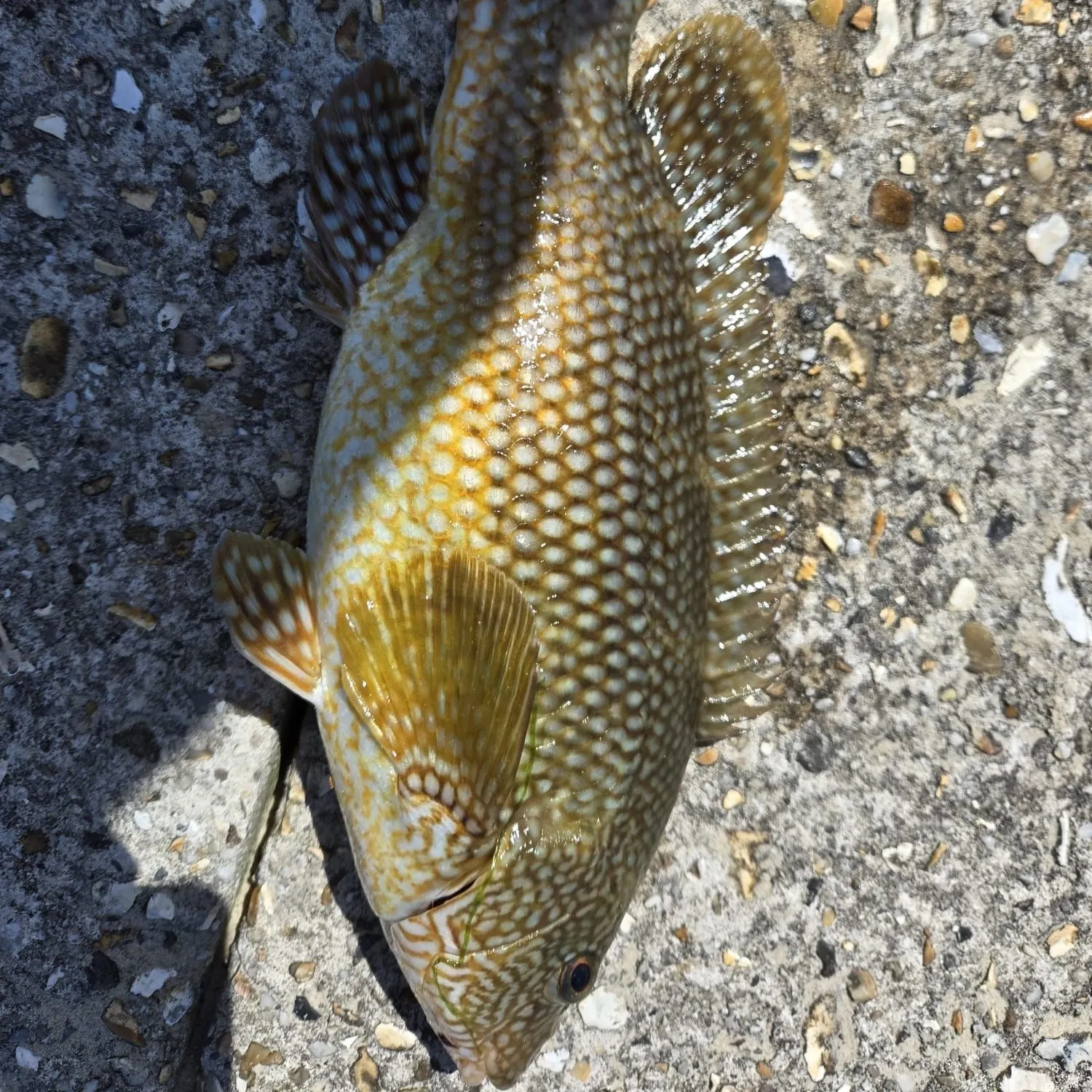 ᐅ Poole Harbour fishing reports🎣• England, United Kingdom fishing