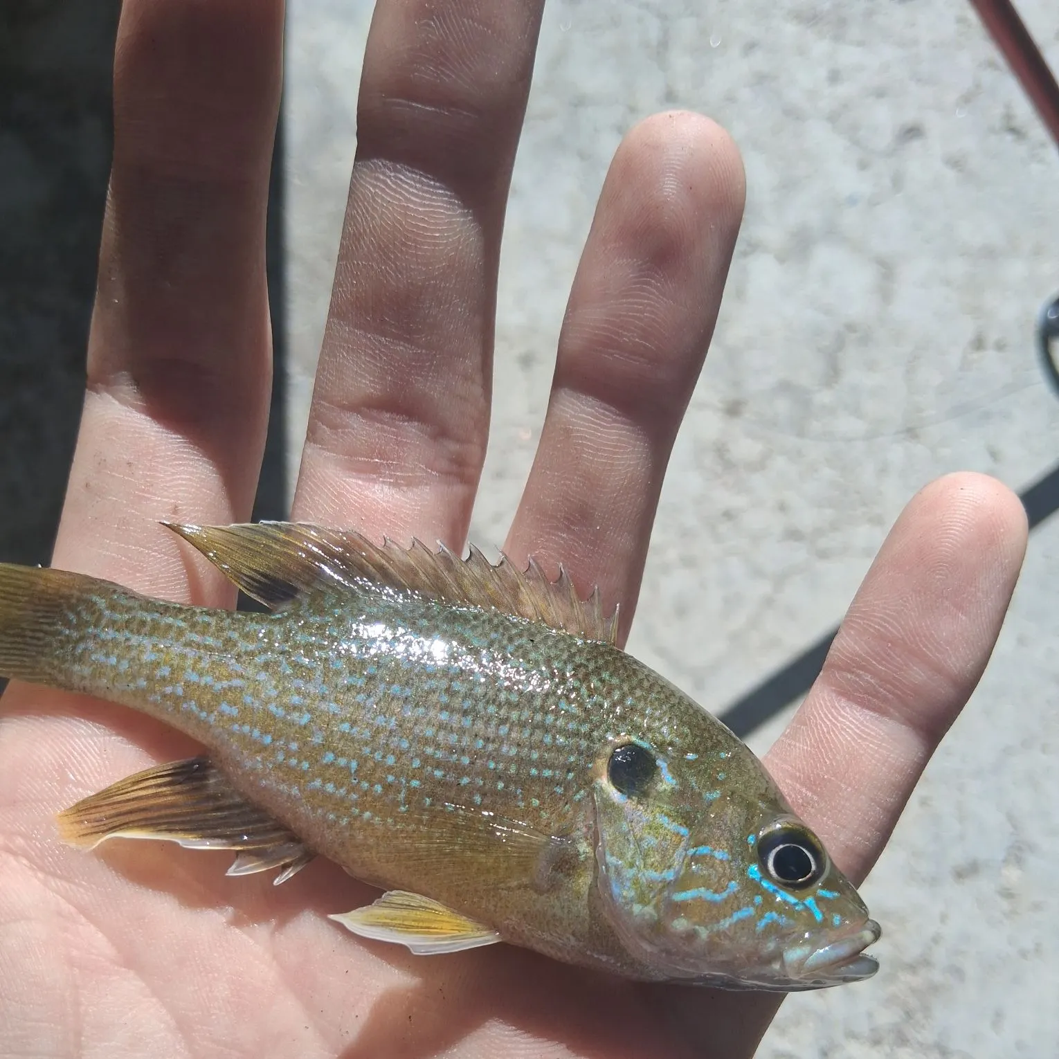 Fishing in Las Vegas, NV (United States) ️️️️ Find Spots, Species & Tips