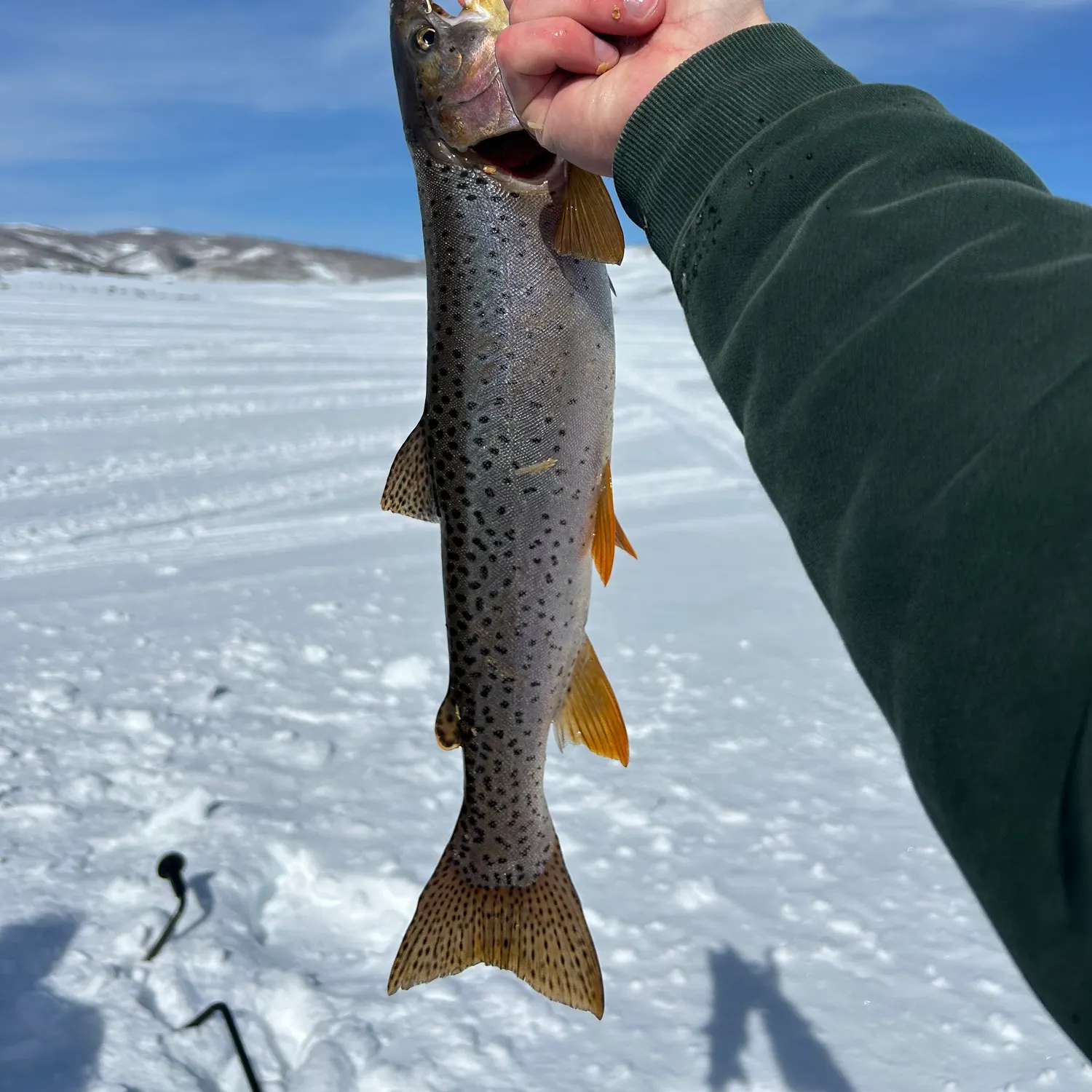 ᐅ Strawberry Reservoir fishing reports🎣• Springville, UT (United States ...