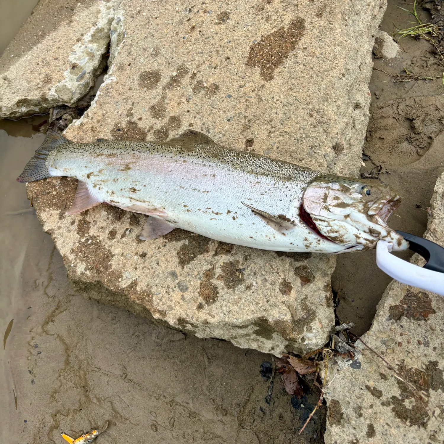 ᐅ Chagrin River fishing reports🎣• Mayfield Heights, OH (United States ...