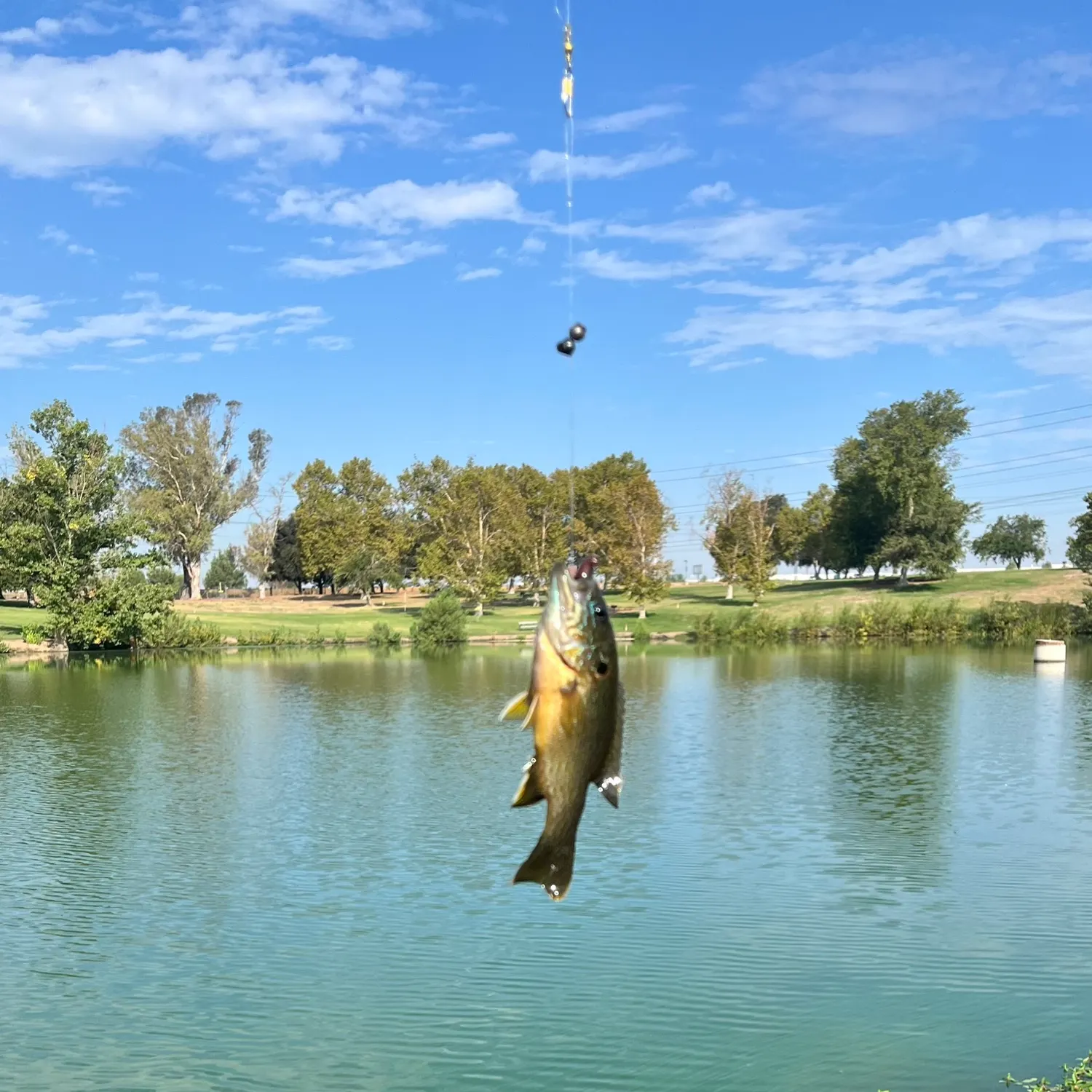 ᐅ Prado Park Lake fishing reports🎣• Chino, CA (United States) fishing