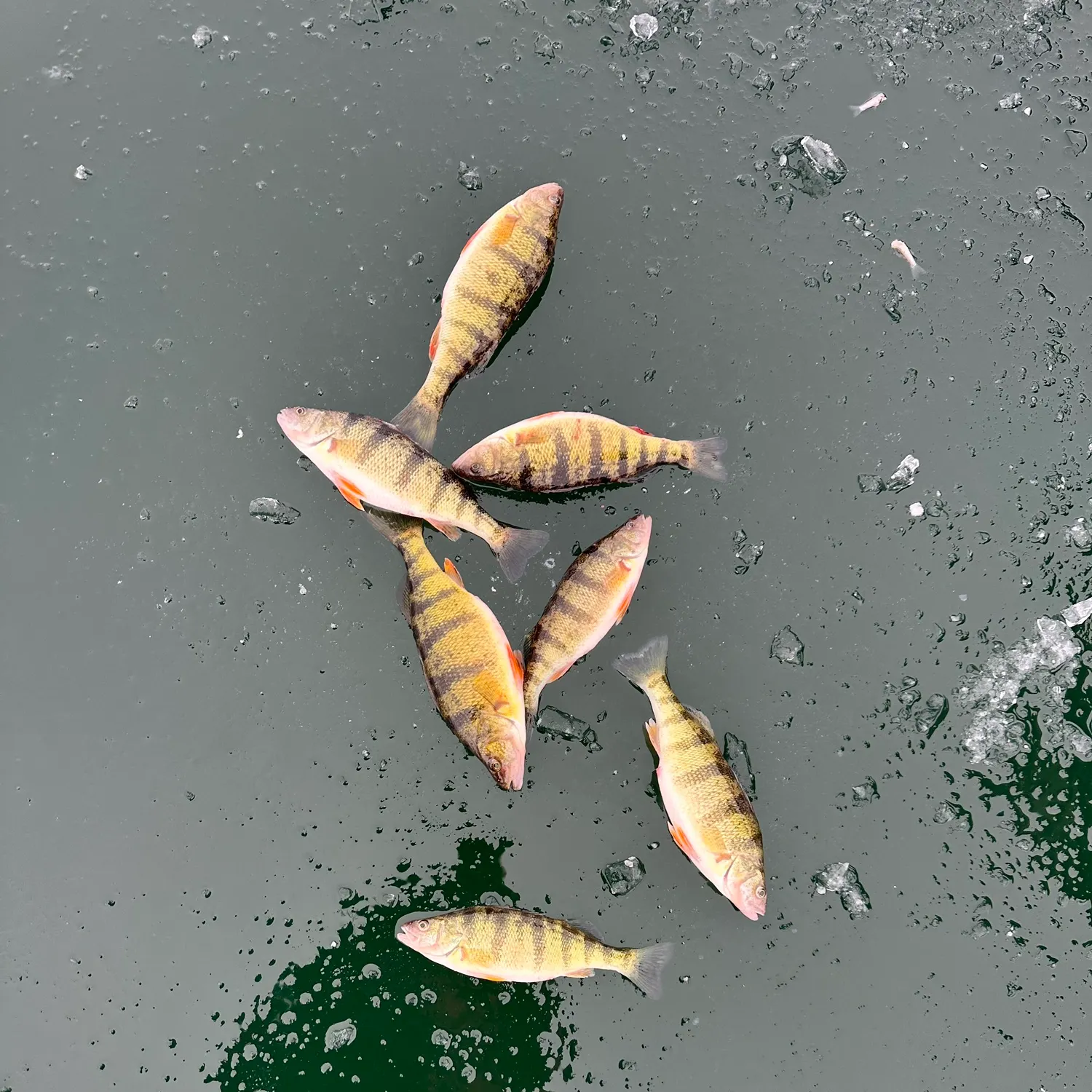 ᐅ Chaumont Bay fishing reports🎣• Watertown, NY (United States) fishing
