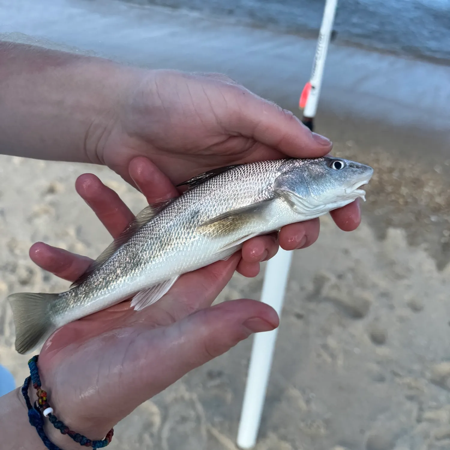 ᐅ Cape Henlopen State Park fishing reports🎣• Lewes, DE (United States ...