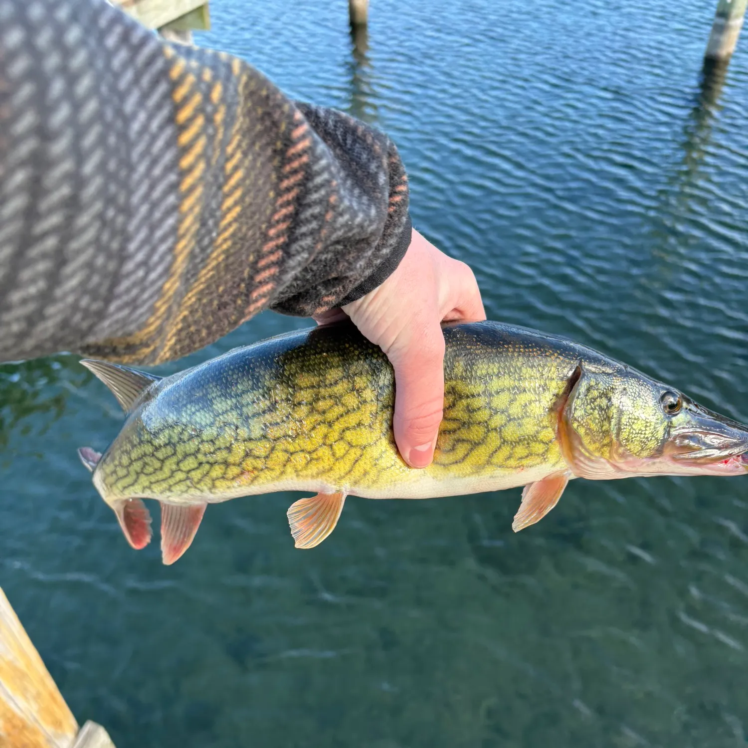 ᐅ Seneca Lake fishing reports🎣• Geneva, NY (United States) fishing