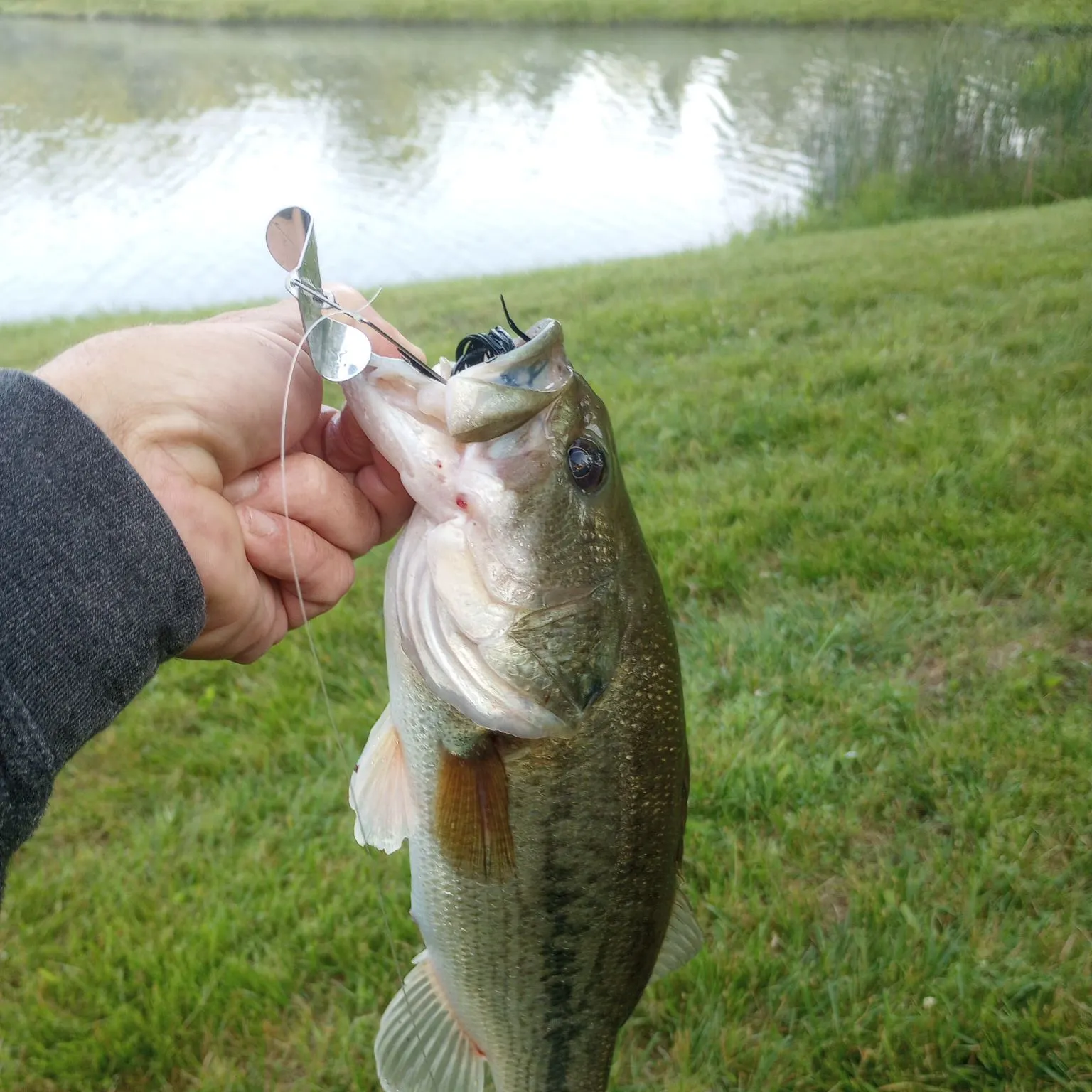 Fishing for Largemouth bass near you