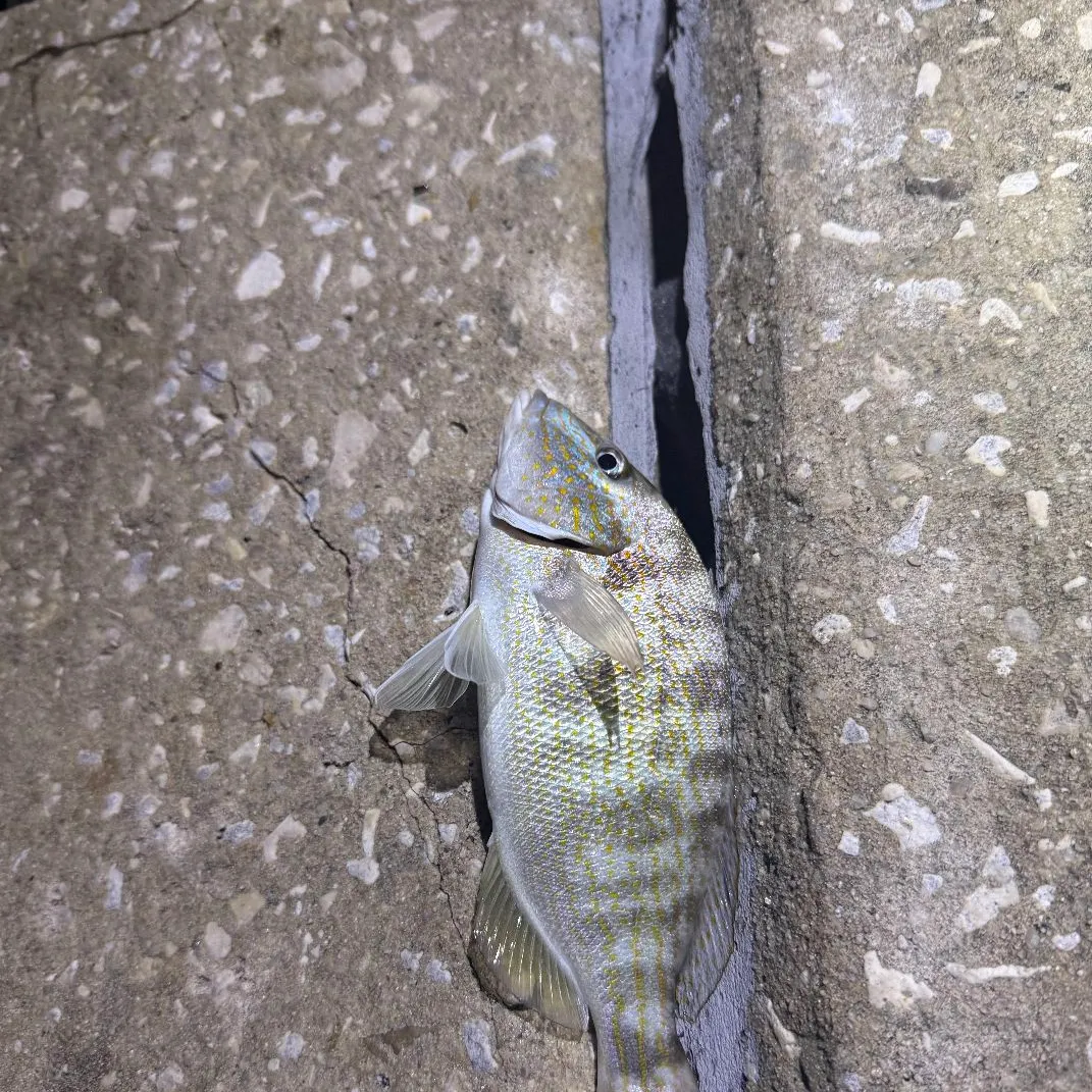 ᐅ Skyway South Fishing Pier (Sunshine Skyway) fishing reports🎣 ...