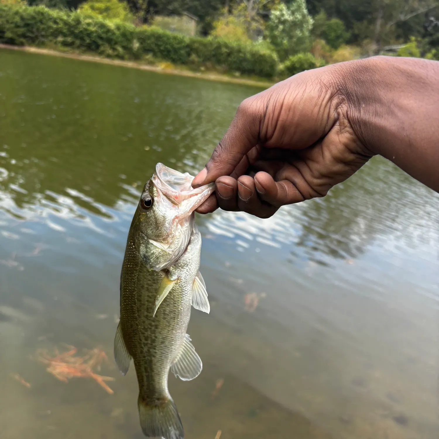 Fishing in Atlanta, GA (United States) ️️️️ Find Spots, Species & Tips